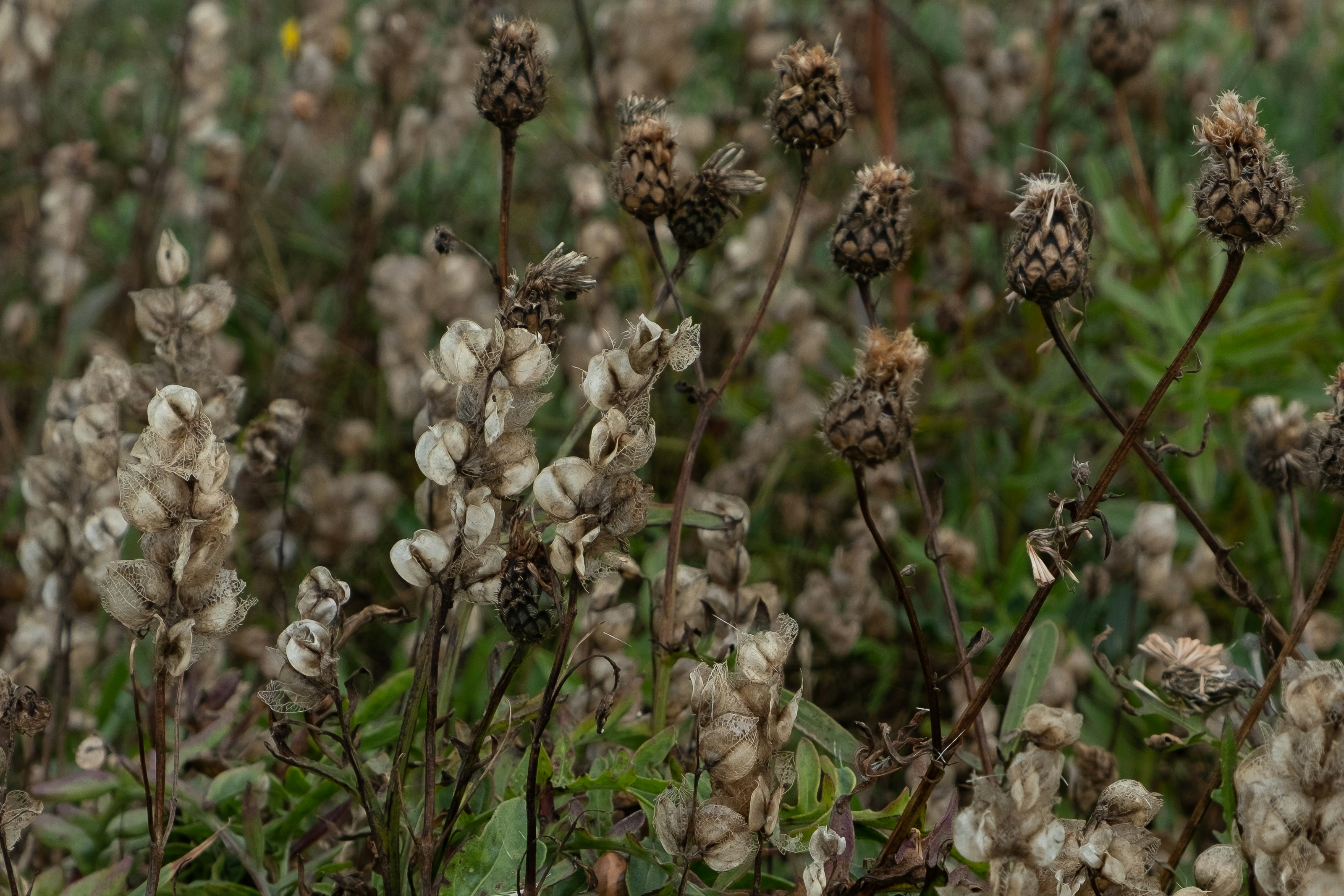 Countryside wildflowers in the UK