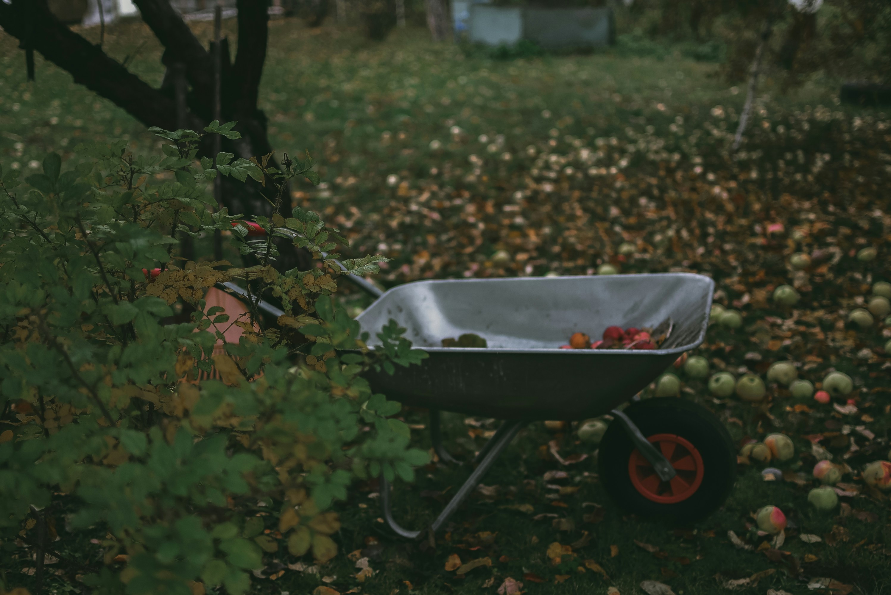 Rustic Harvest: A Wheelbarrow Resting among Fallen Apples