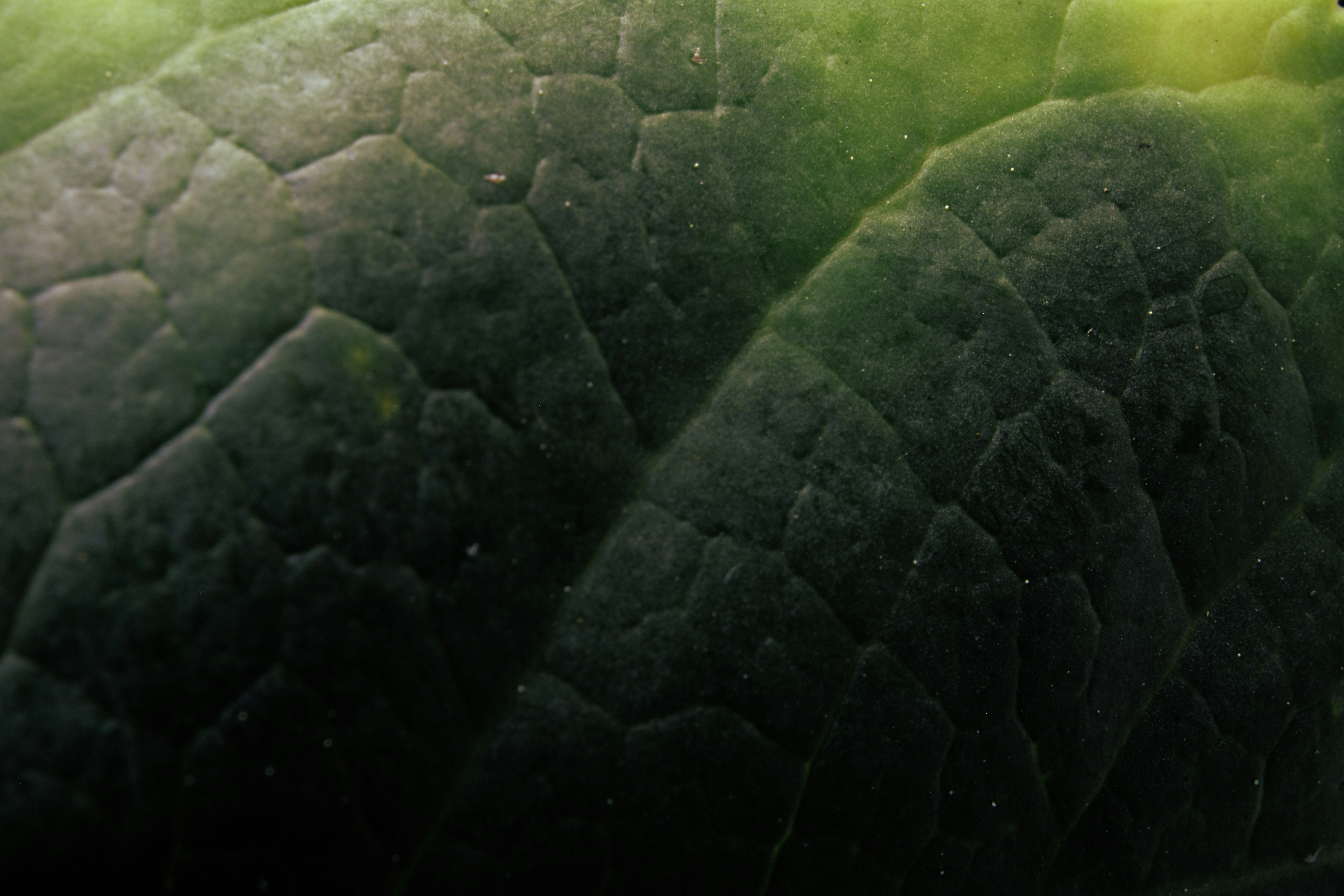 Intricate details of a leaf's texture, highlighting its veins and surface patterns. A macro illustration showcasing the beauty of natural forms.