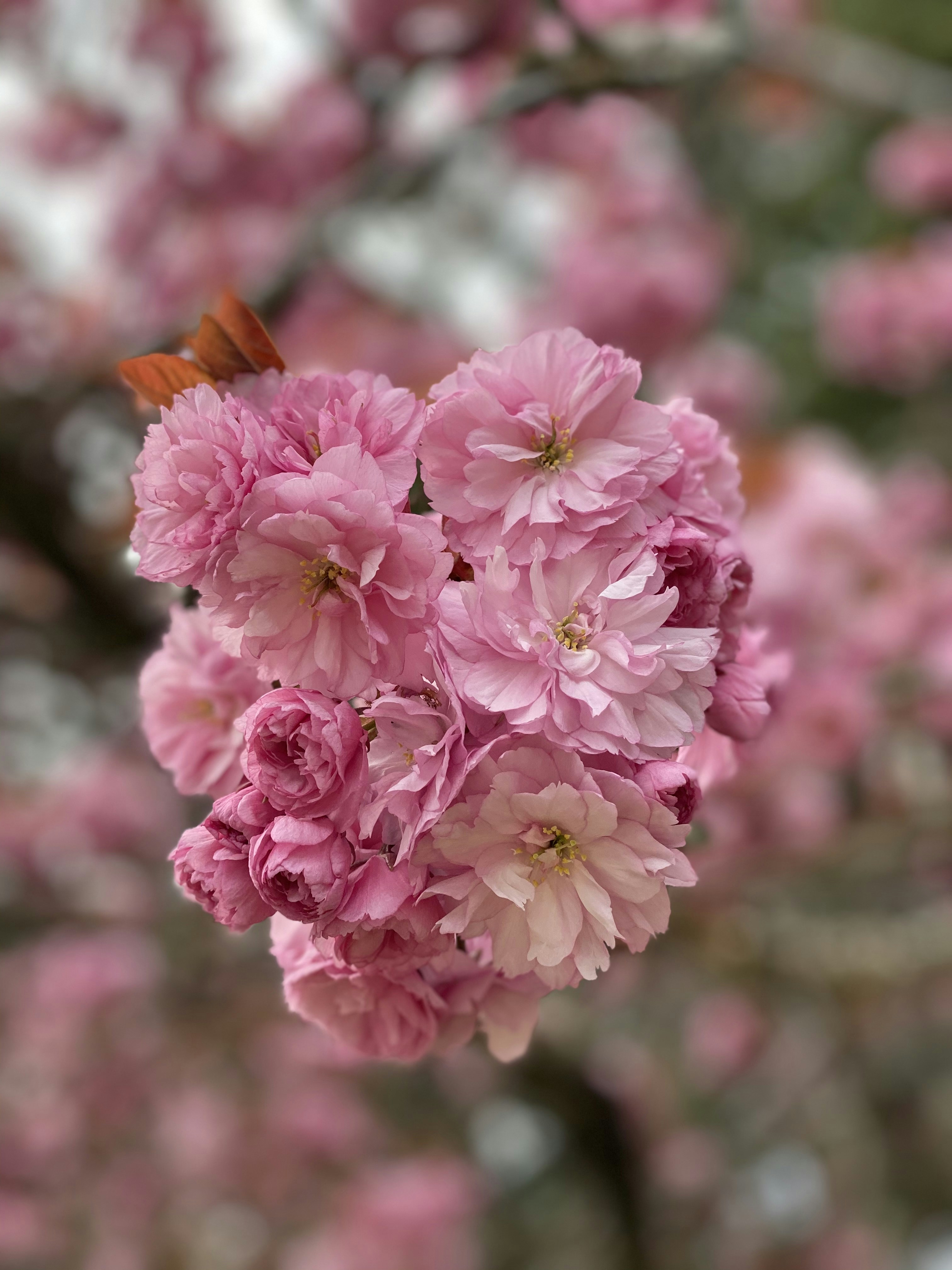 Pink blossom cluster suspended in soft, dreamy garden light