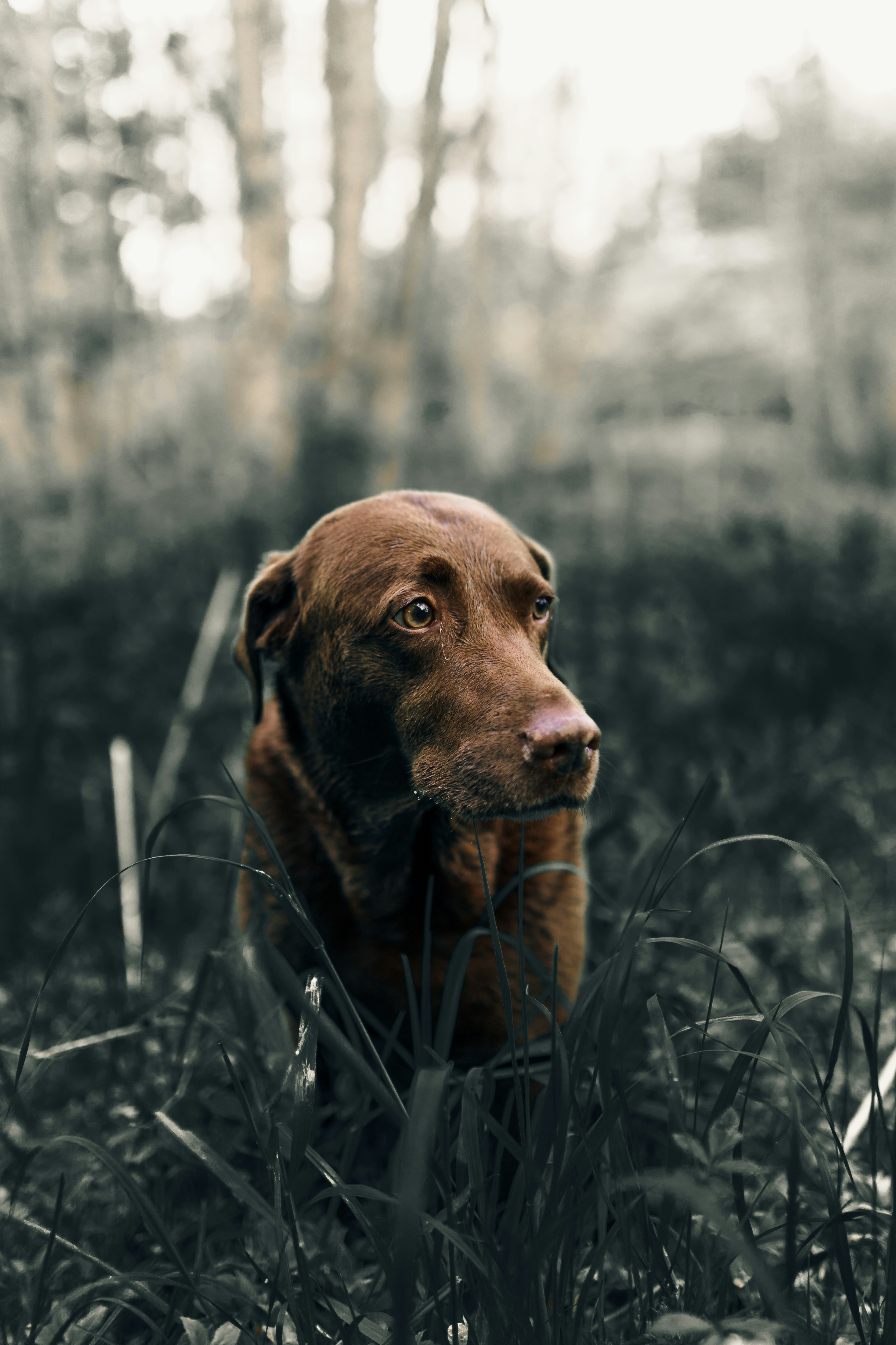 Dog Outdoors Pictures | Download Free Images on Unsplash