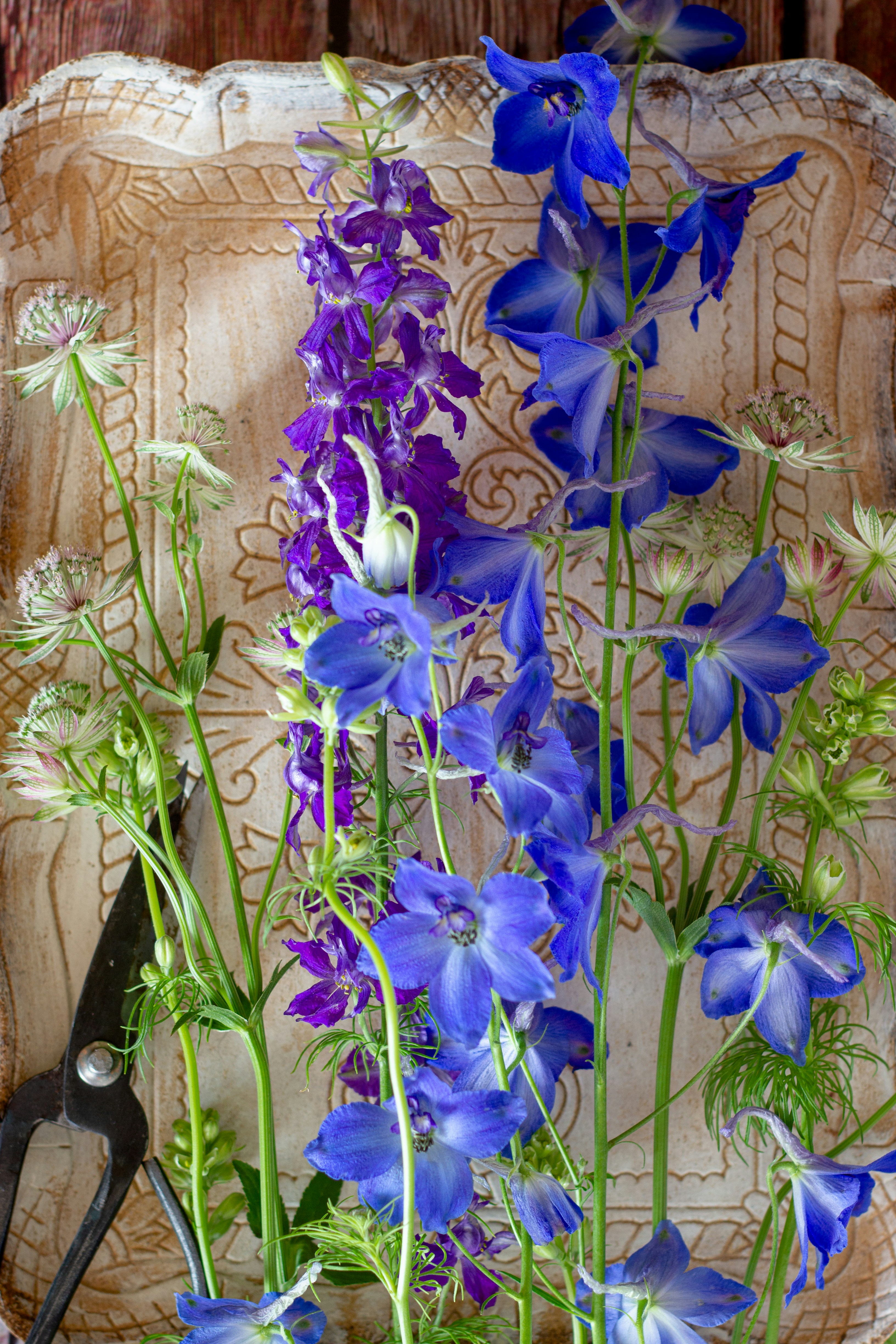 Blue Delphiniums in Rustic Terracotta Backdrop with Garden Shears