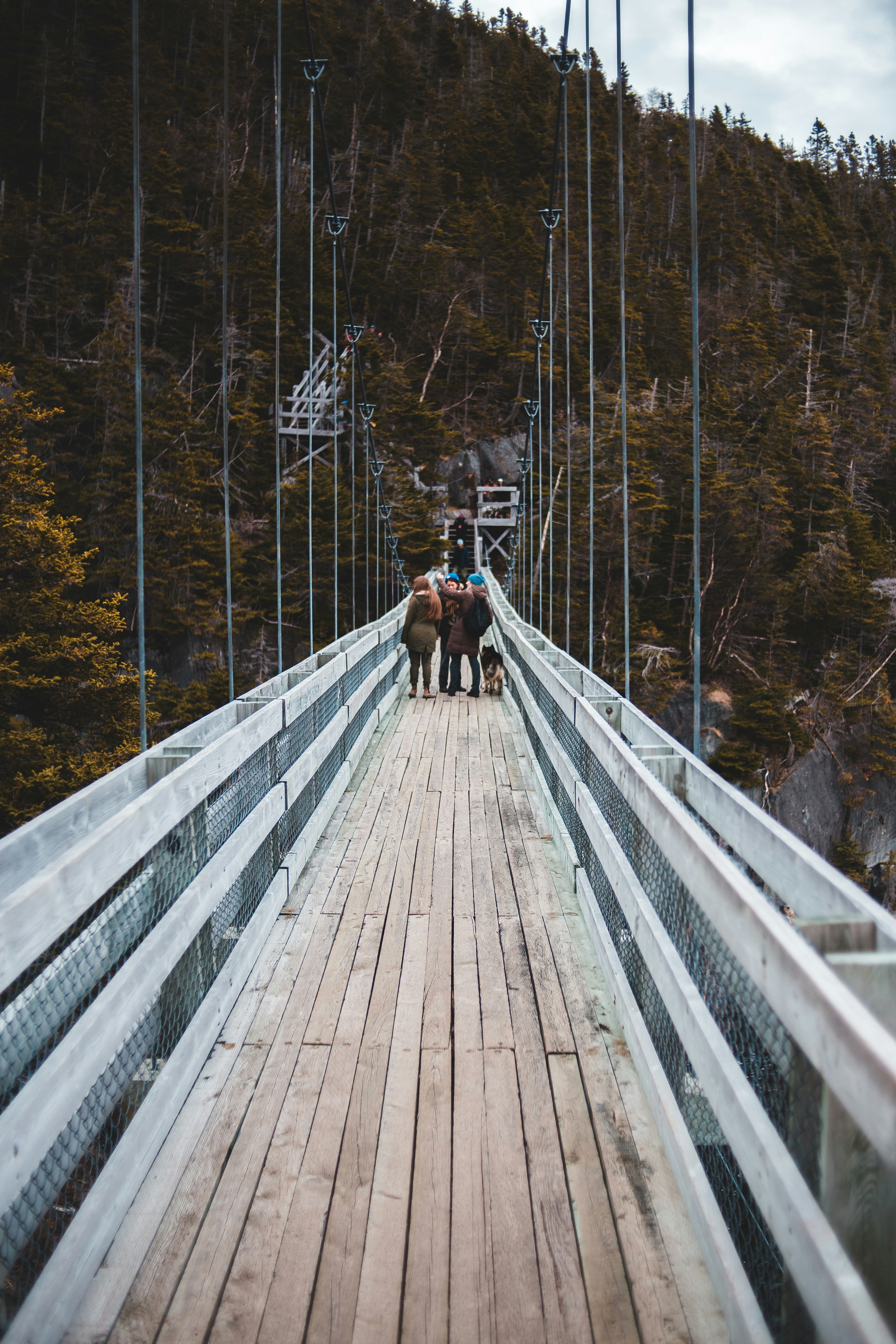 Hikers and a Dog Cross a Narrow Forest Suspension Bridge