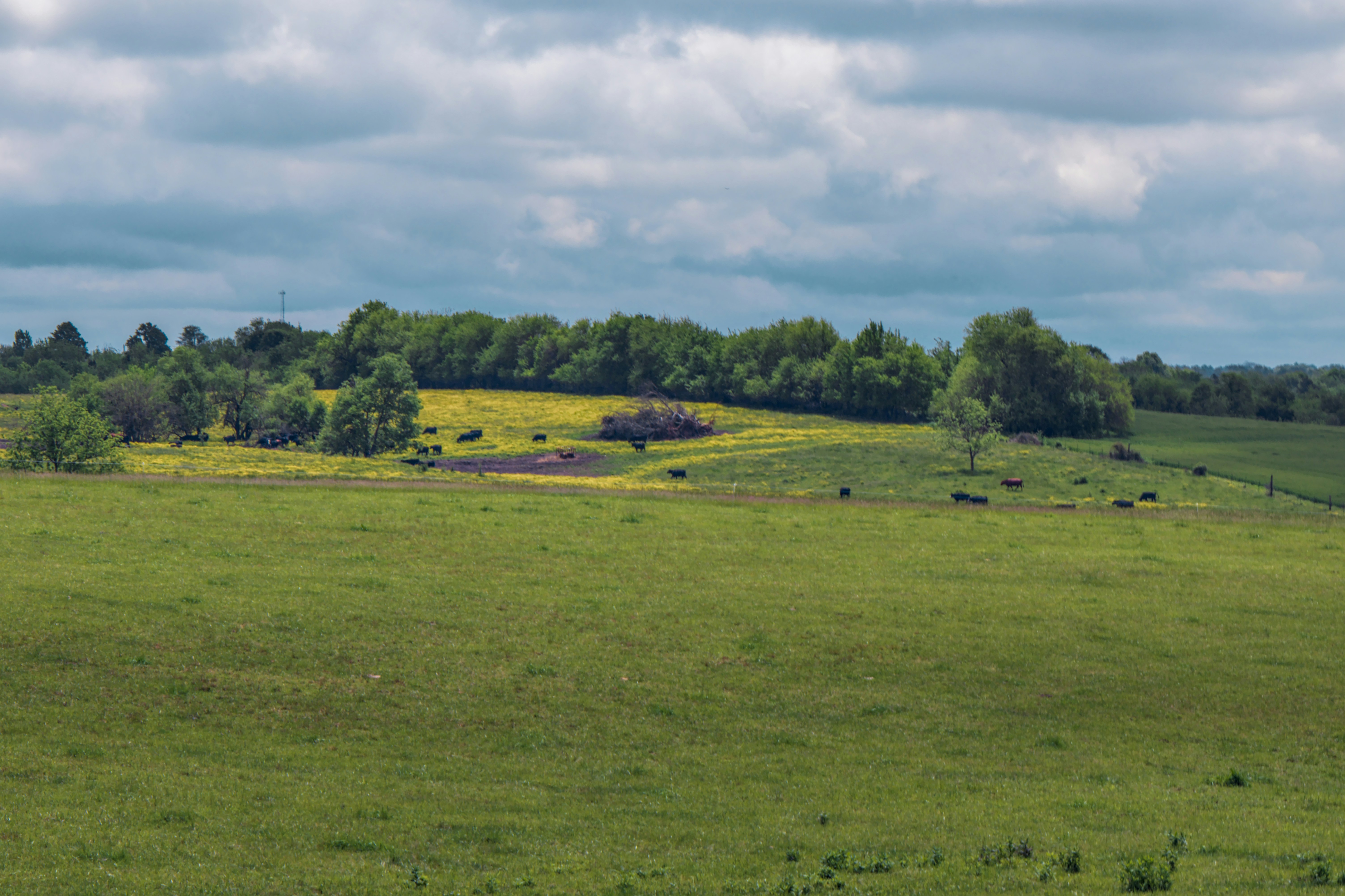 500+ Pasture Pictures [HD] | Download Free Images on Unsplash