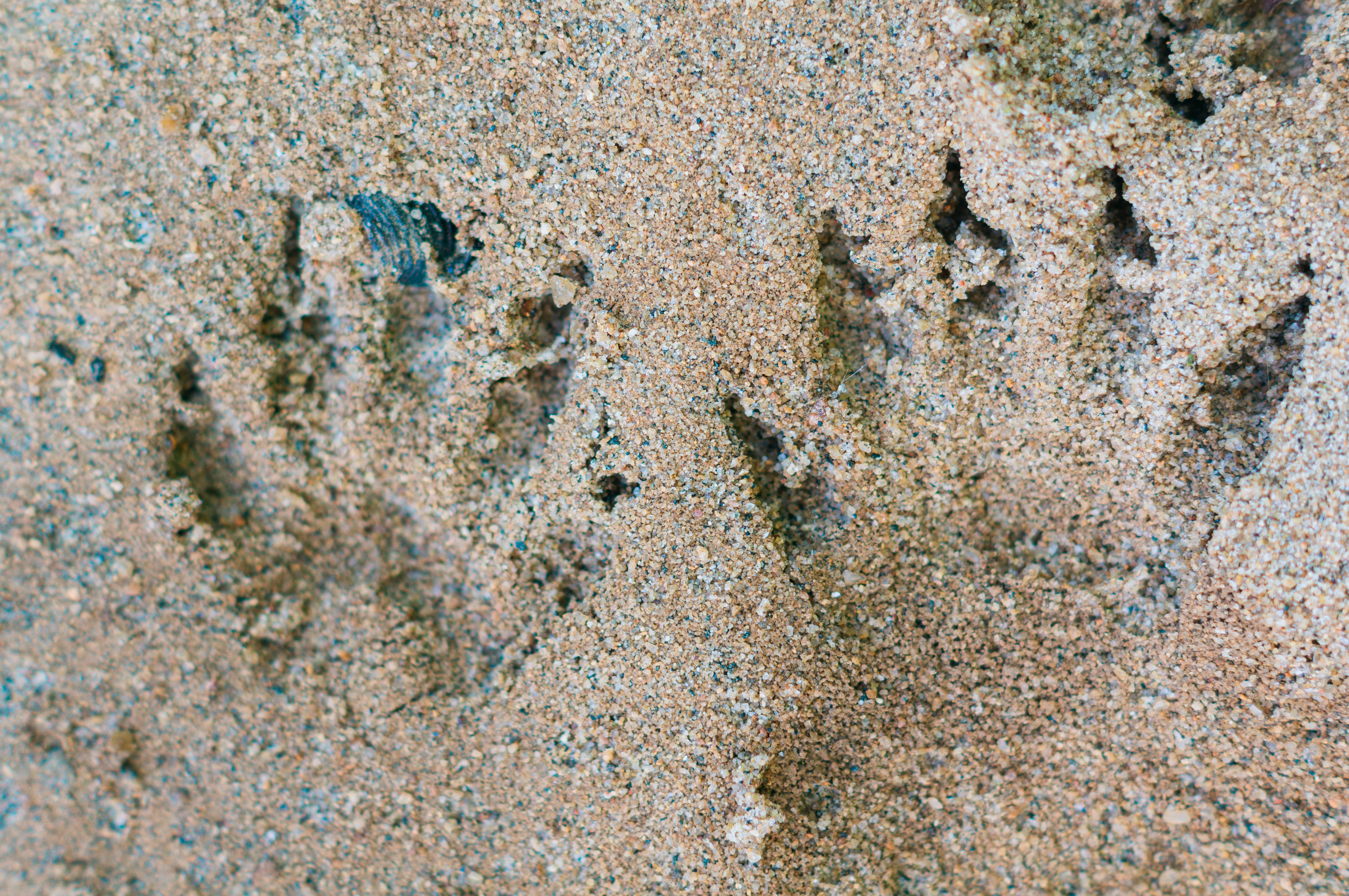 Claw Marks Pictures | Download Free Images on Unsplash