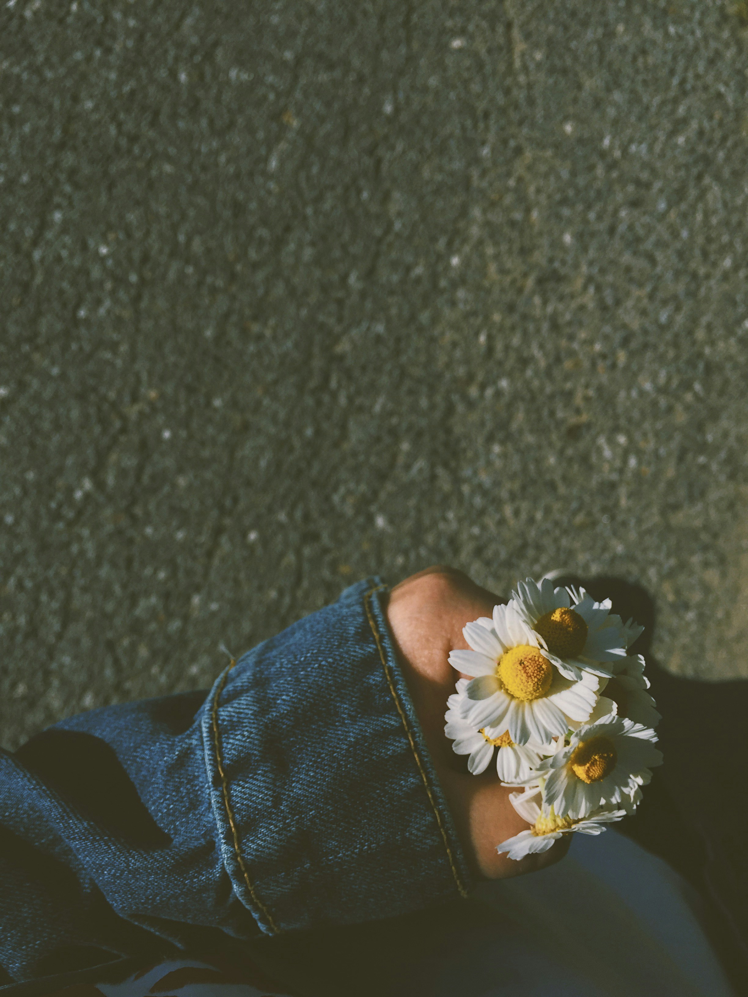 Denim Sleeve Embrace: White Daisies Rest on a Textured Pavement