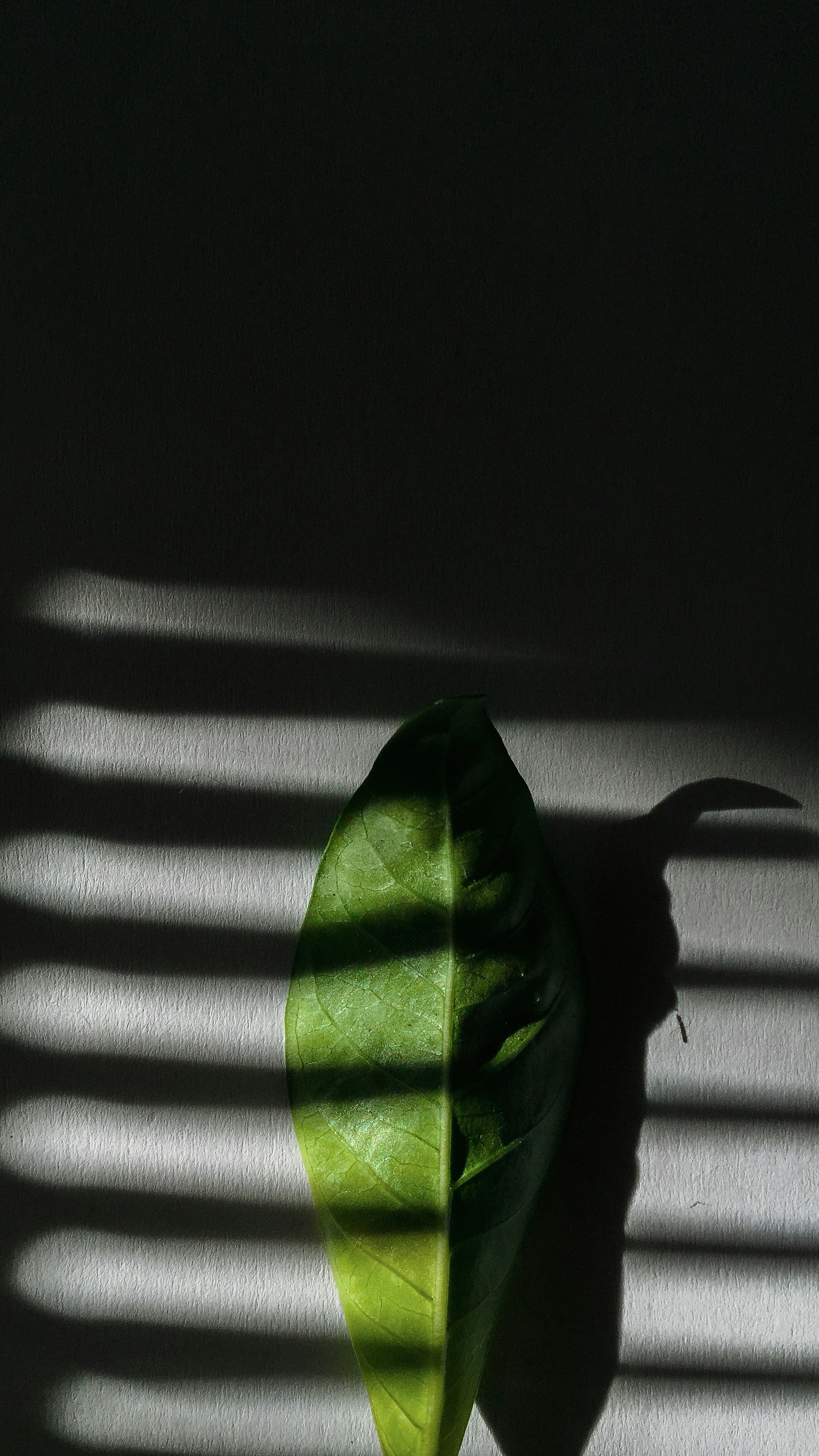 A vibrant green leaf rests on a surface, partially illuminated by soft shadows cast through slats. The interplay of light and shadow highlights the leaf's texture.