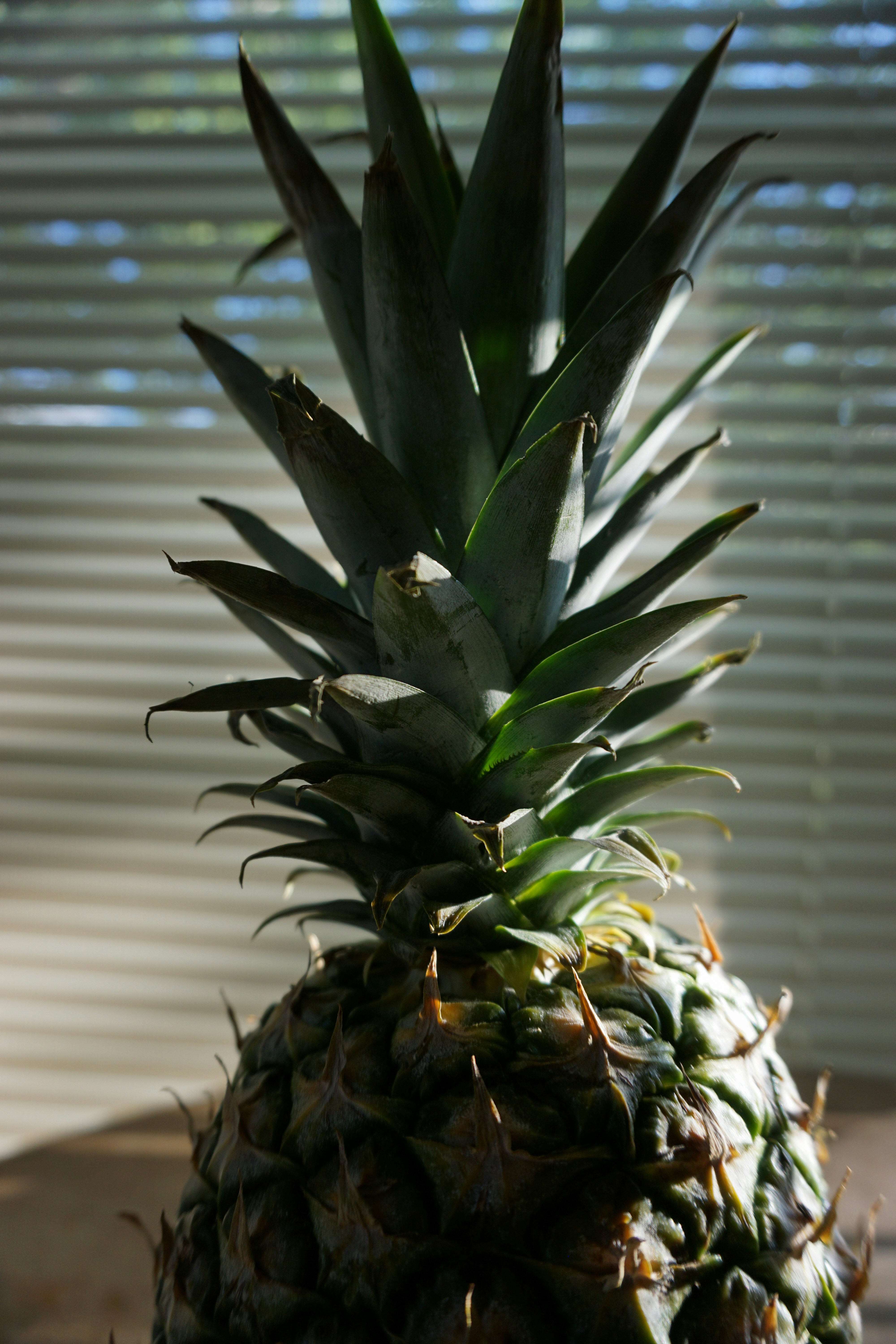 Crown in Sunlight: Pineapple Framed by Window Light