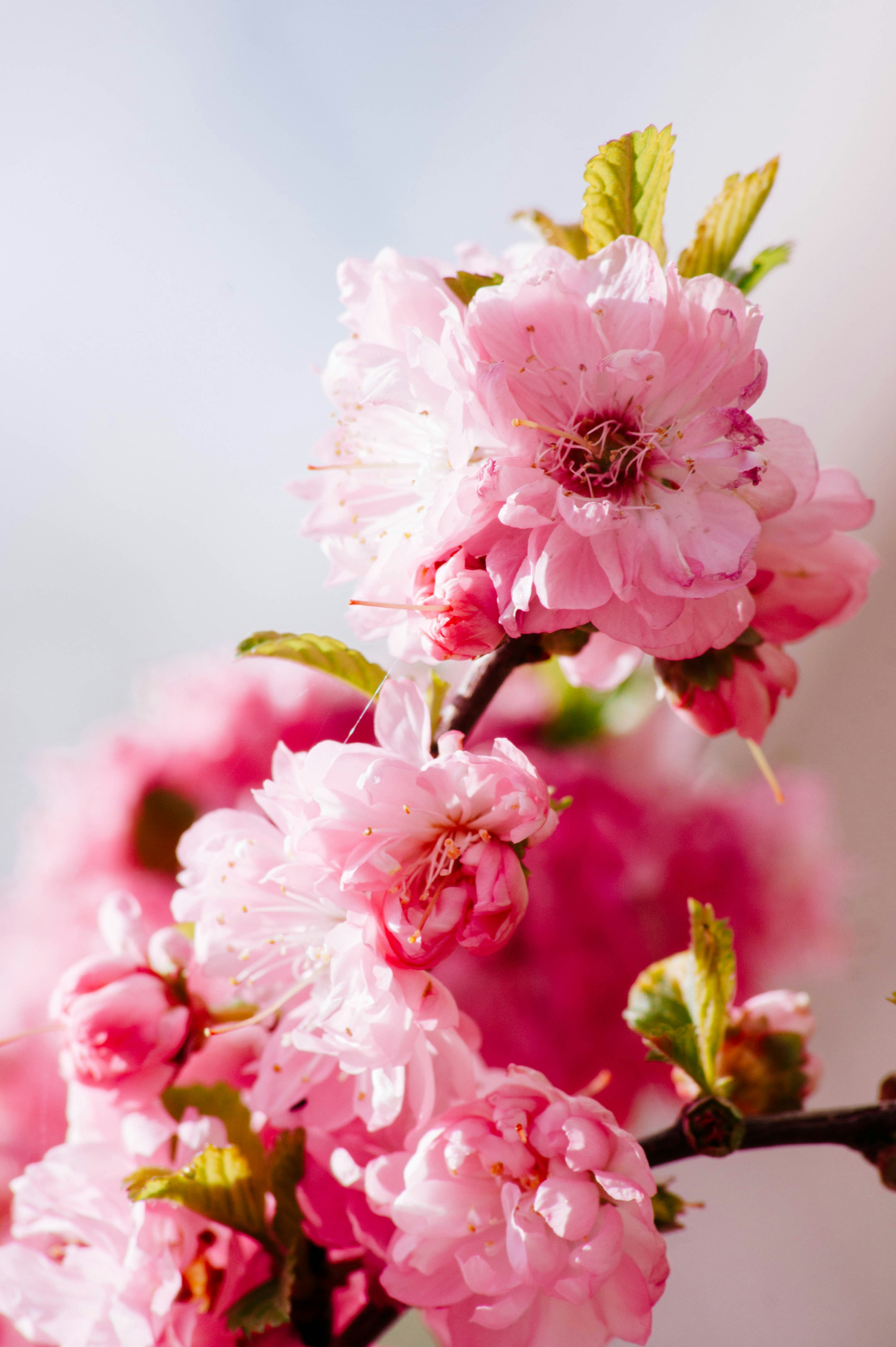 Delicate pink cherry blossoms bloom against a softly blurred background, highlighting the beauty of spring's arrival.