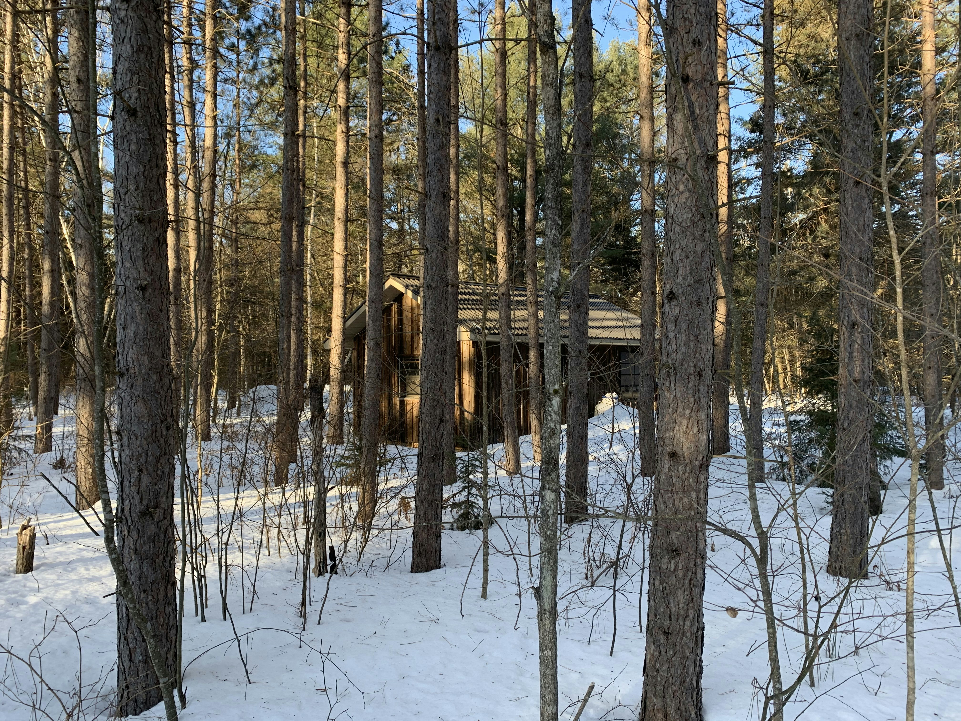 Winter Retreat Amidst Tall Pines