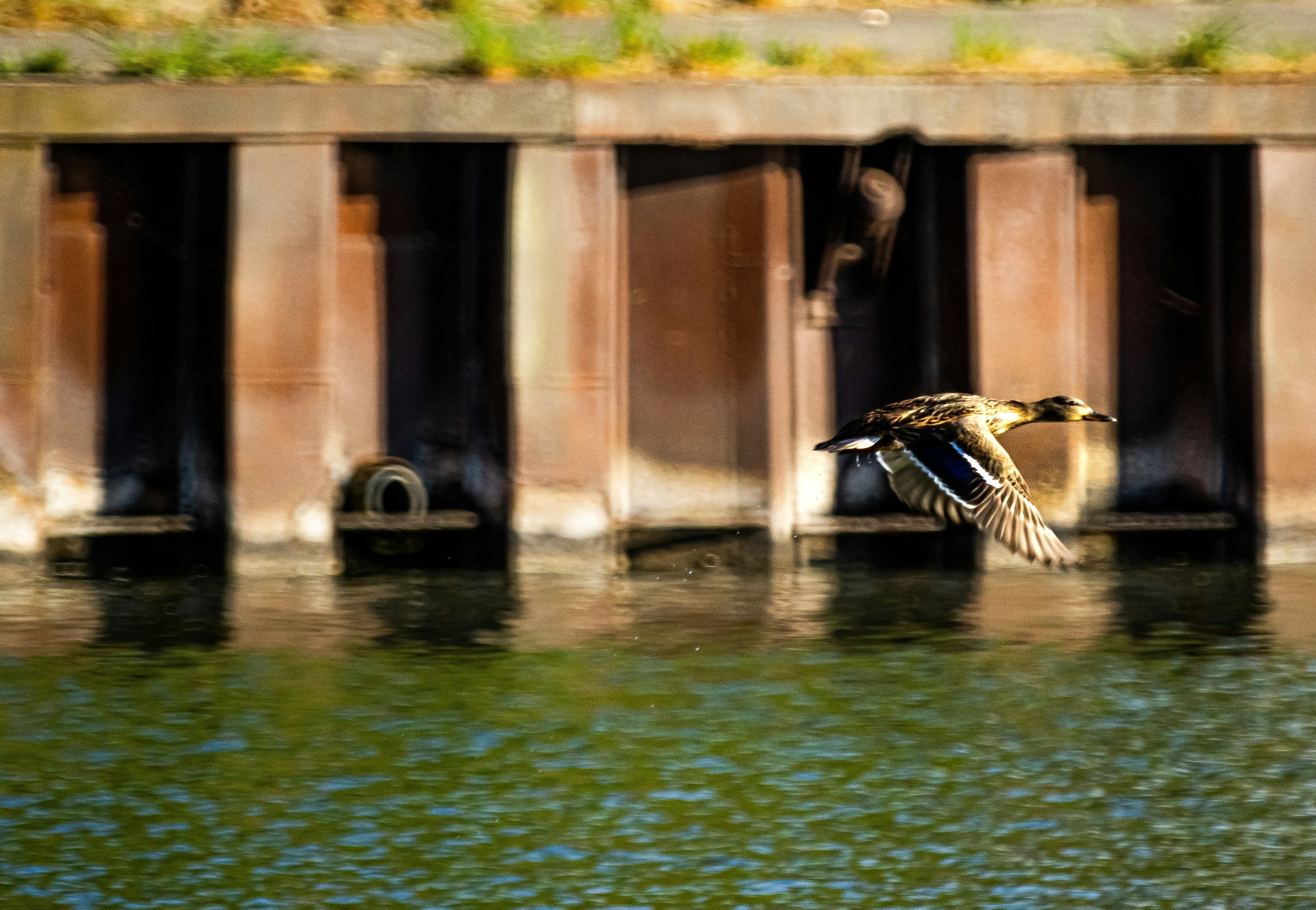 Winged Arrival: A Waterbird Quits the Shadow of the Structure