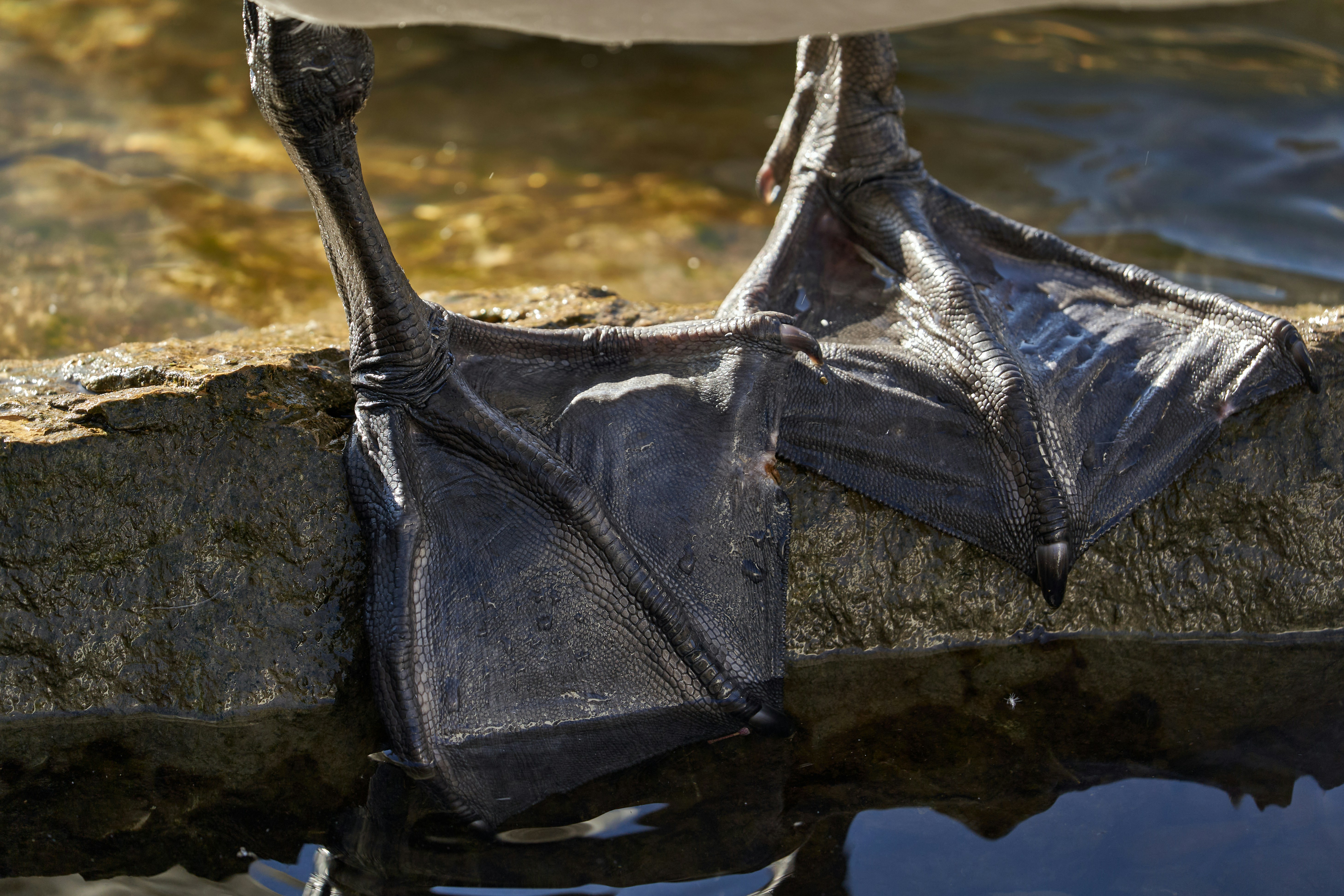 Webbed Pause at the River's Edge
