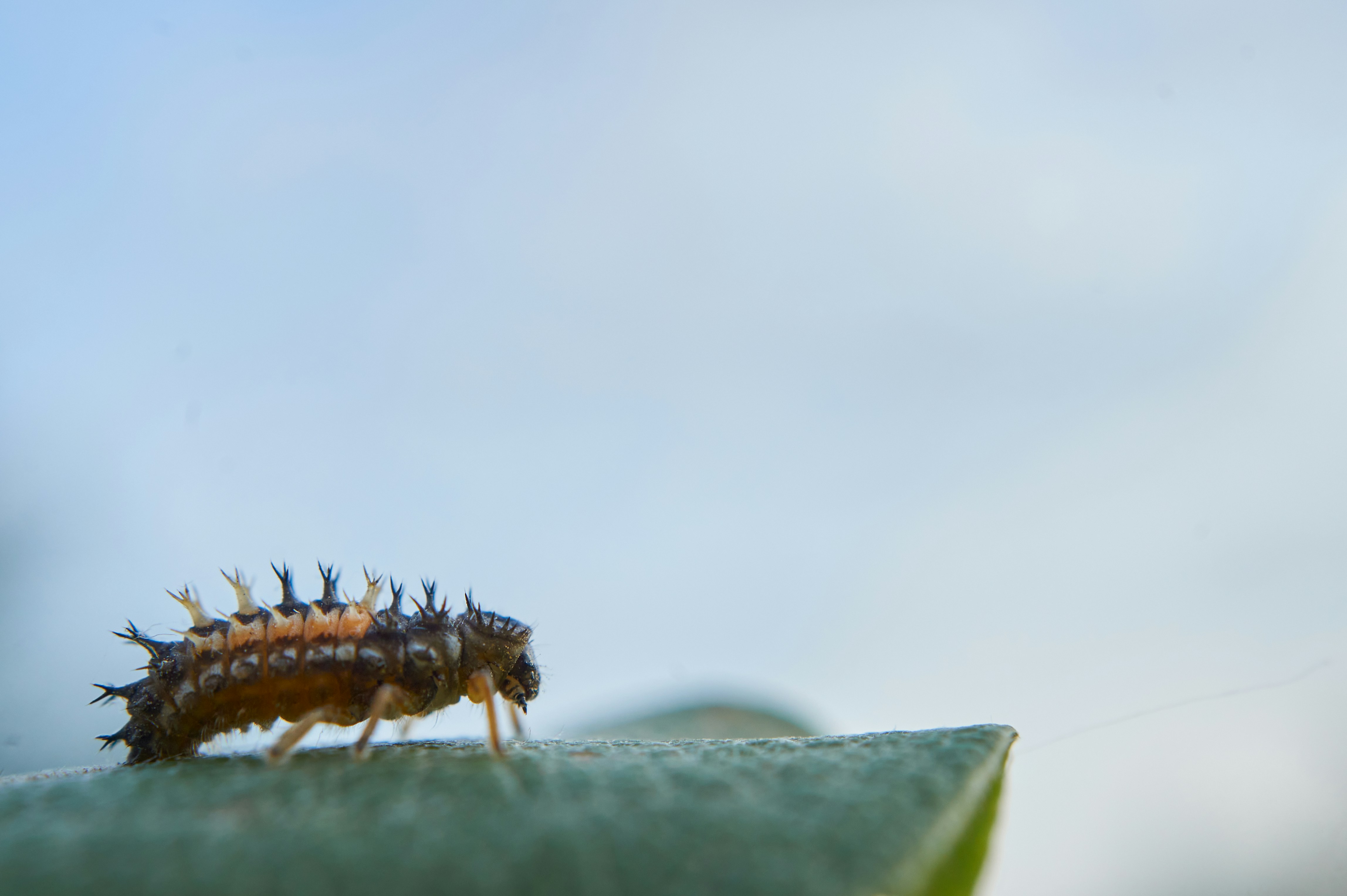 A close-up of a caterpillar perched on a green leaf, showcasing its intricate details against a soft blue sky backdrop.