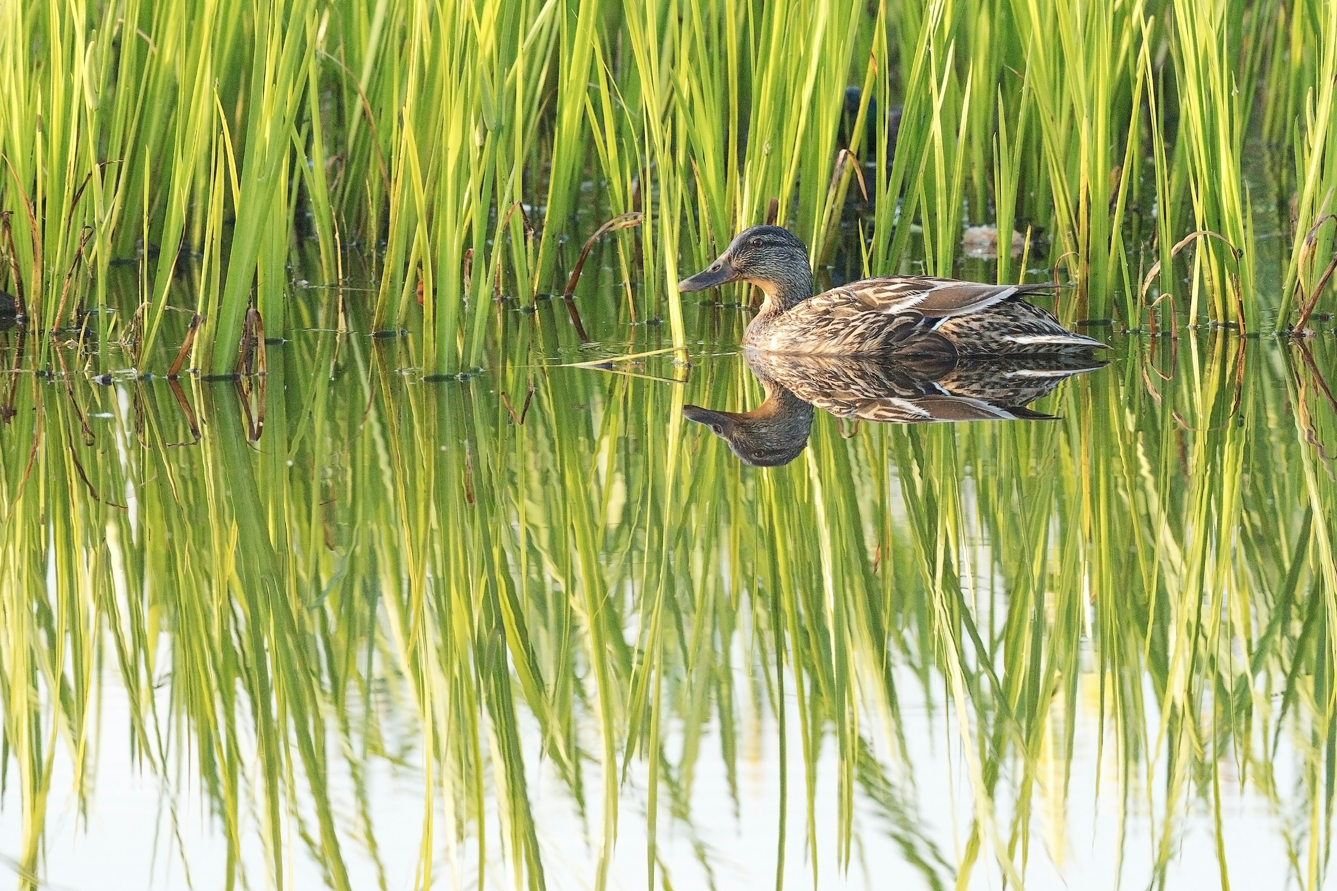 Reflected Silhouette: A lone duck gliding above glassy reeds