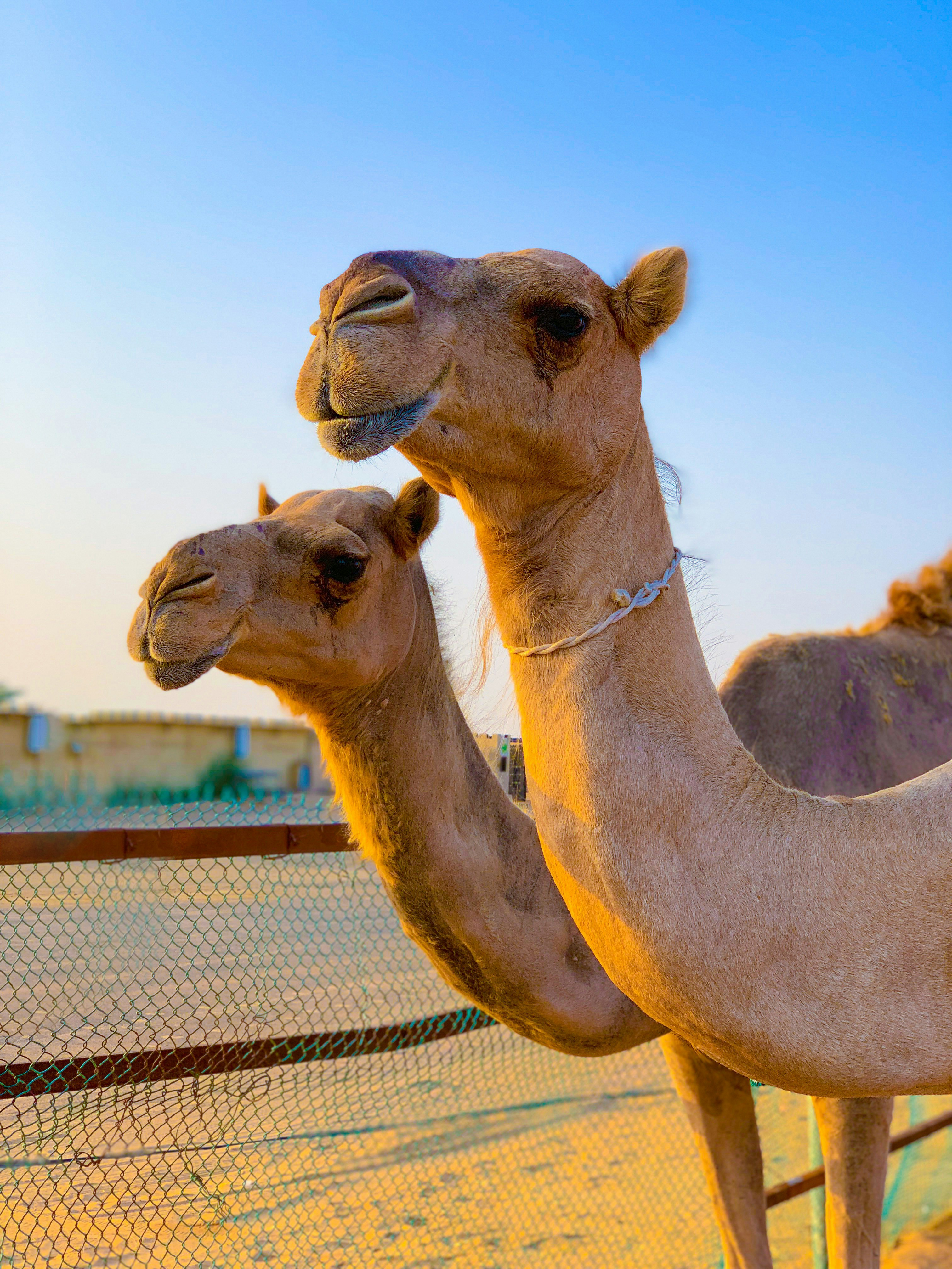 Two-Headed in the Dust: A Boundary-Peering Gaze at Sunset Pastures