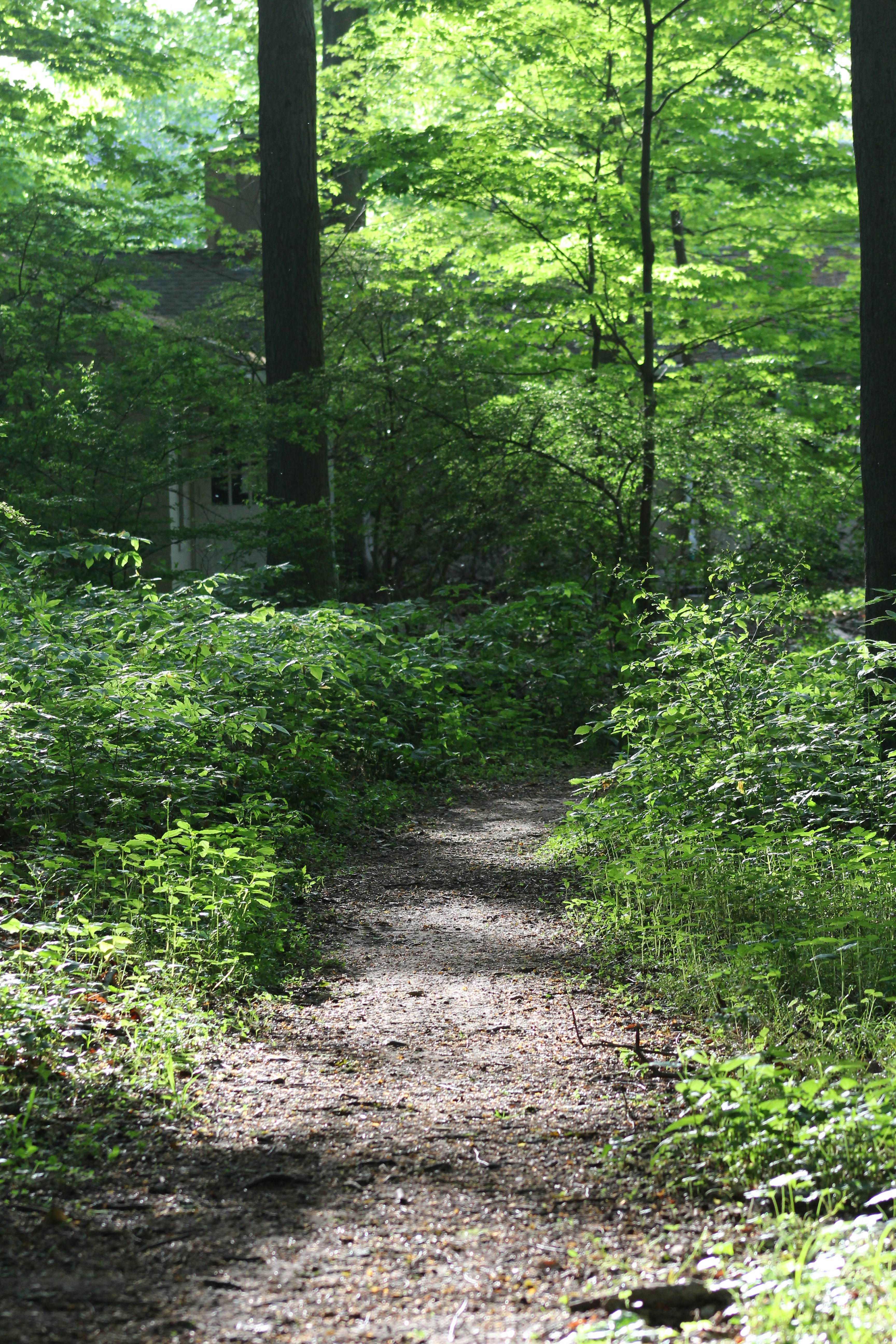 green grass and trees during daytime
