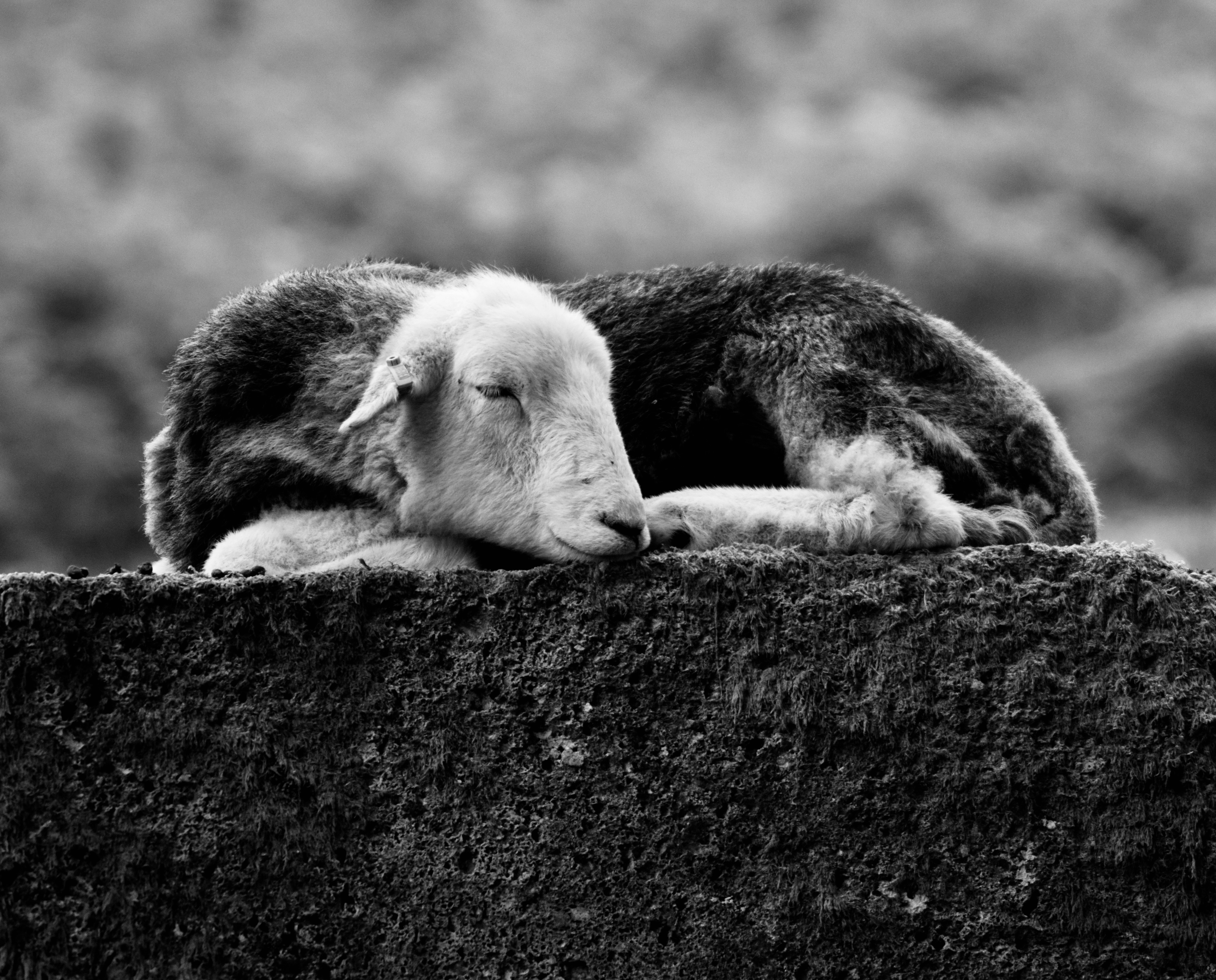 Stone Ledge Siesta: Monochrome Sleep of Two Sheep