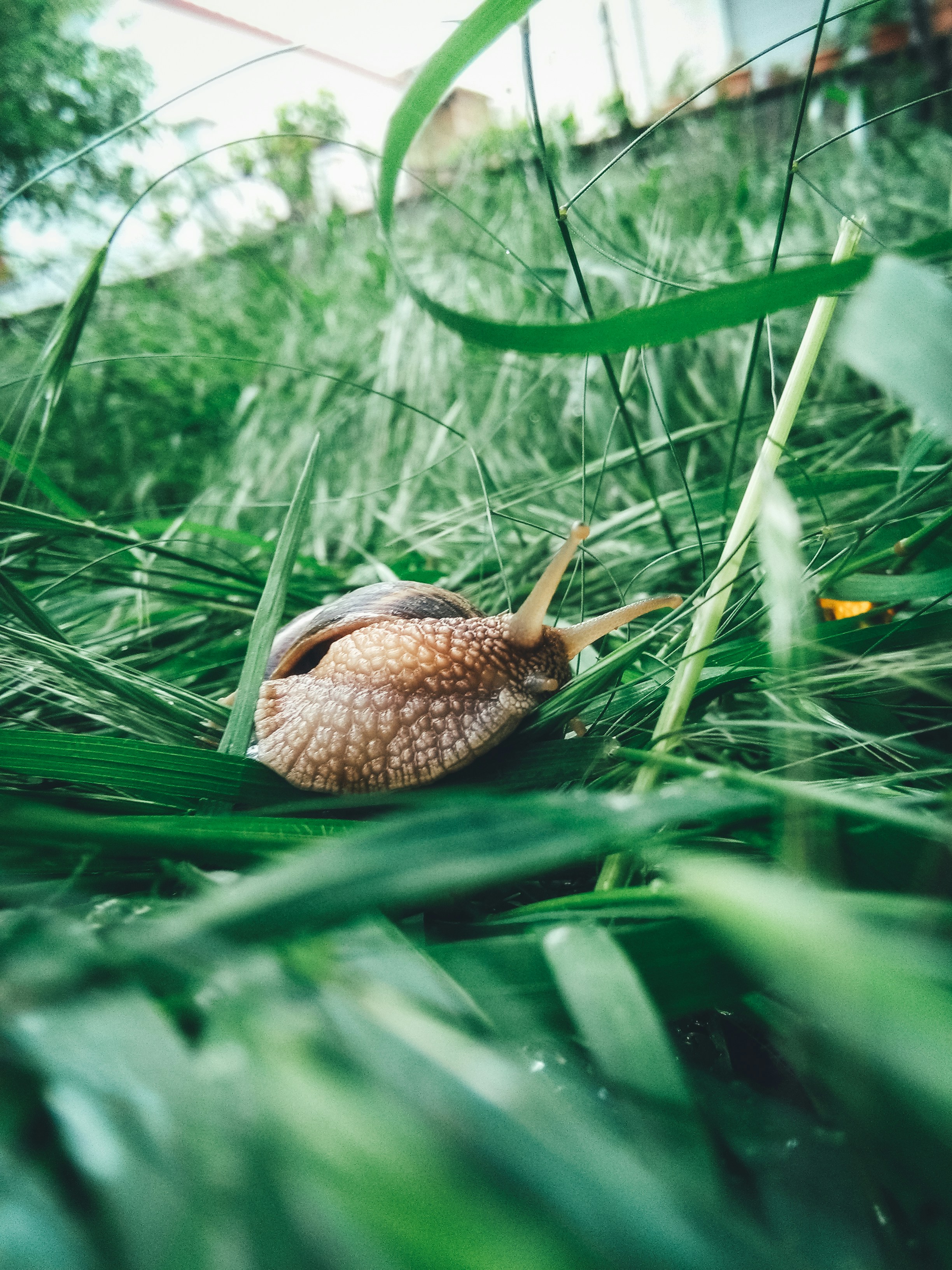 A snail gracefully traverses a lush green patch, showcasing its intricate shell against the vibrant grass. The scene captures a moment of nature's quiet beauty.