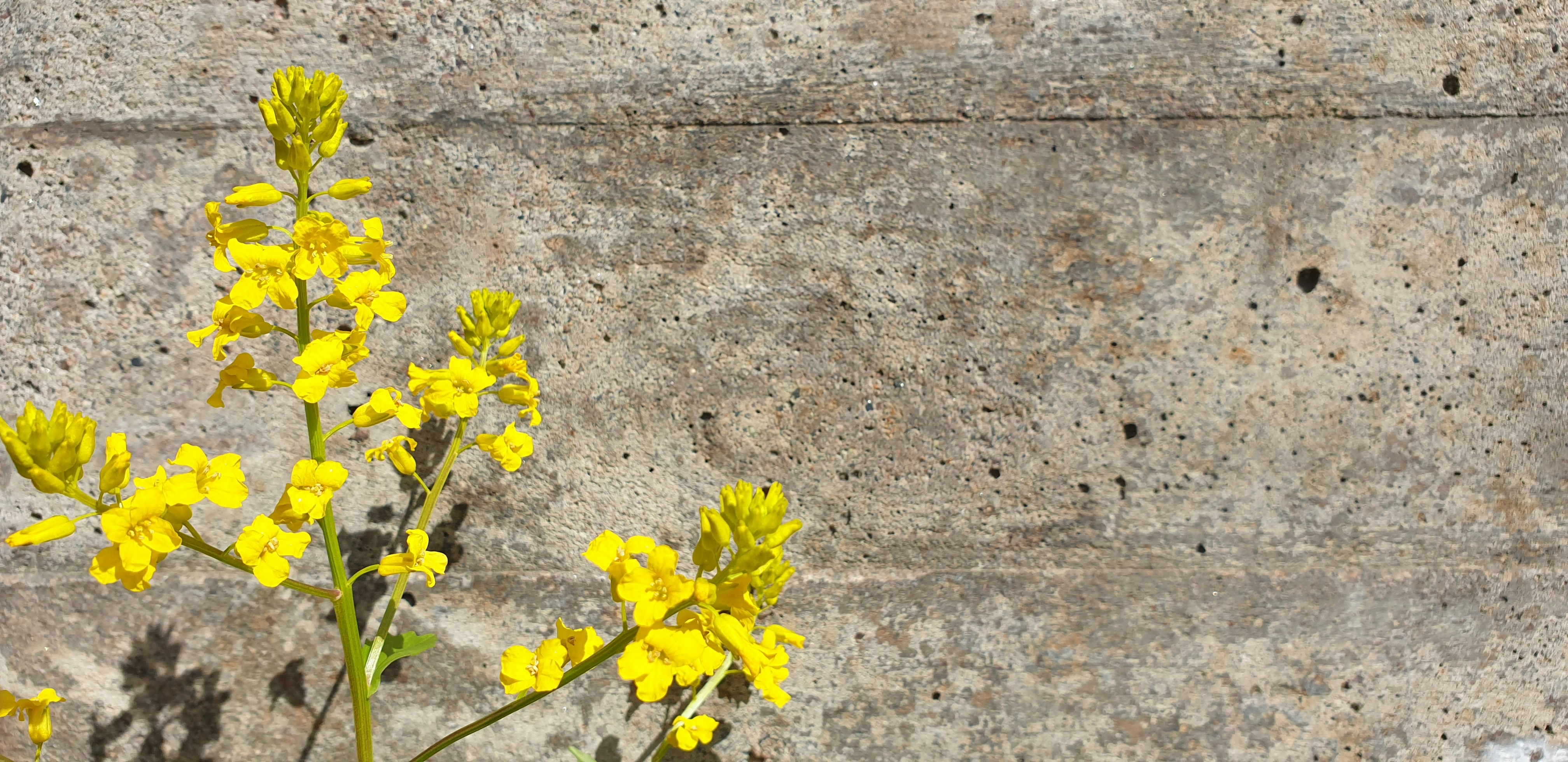 Yellow flowers in front of a concrete wall.