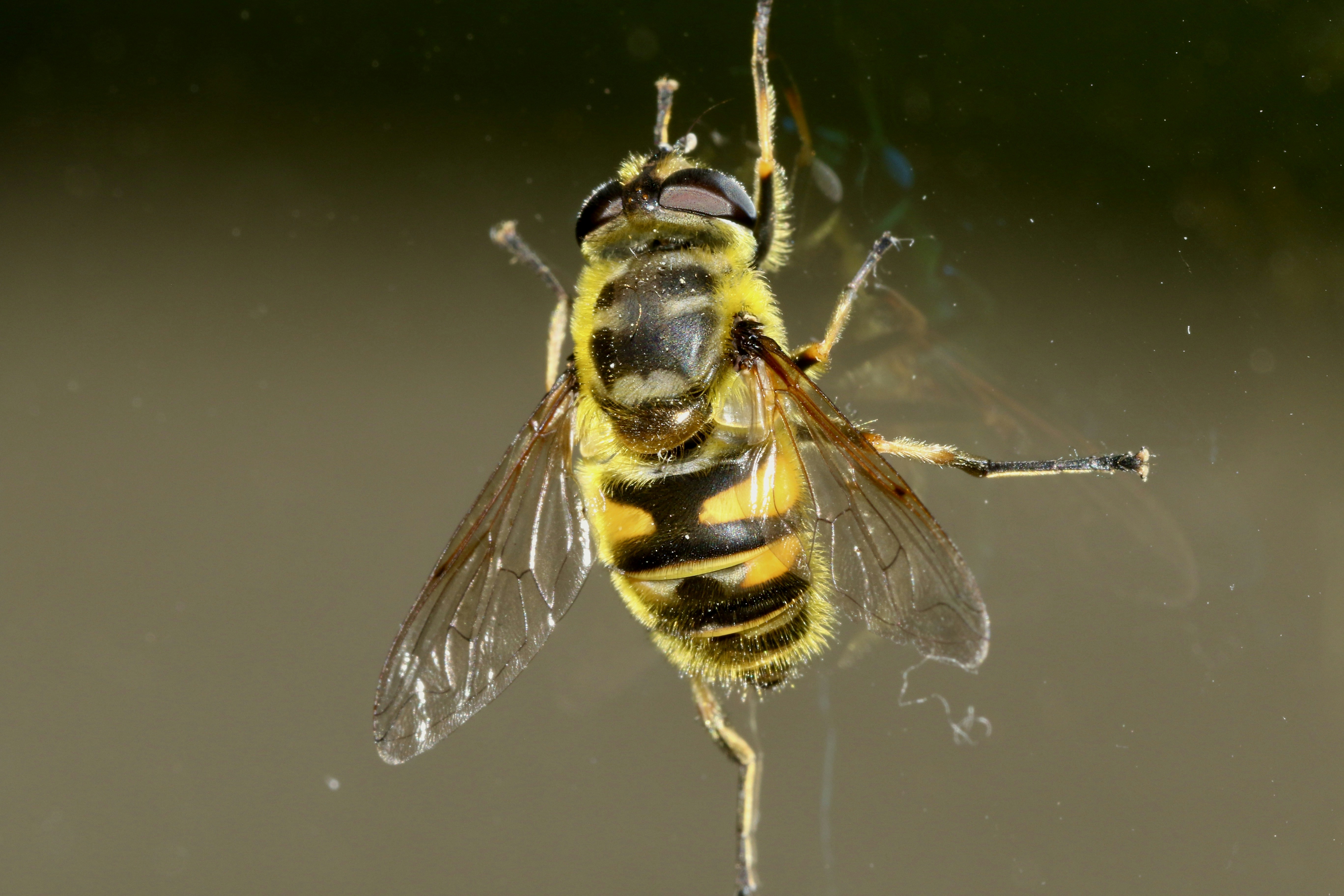 Hoverfly