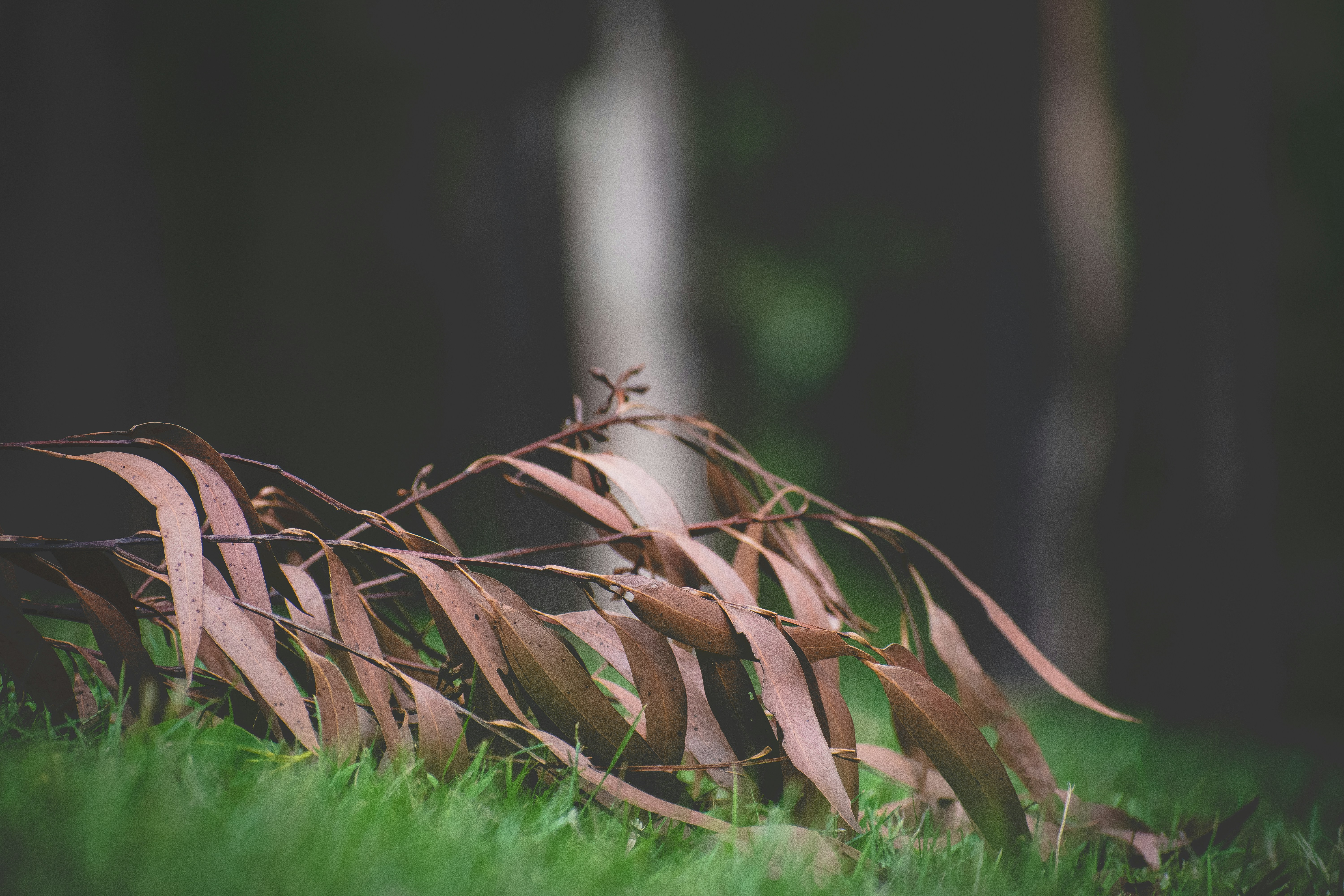 Copper-Brown Leaves Drift Across a Velvet Lawn