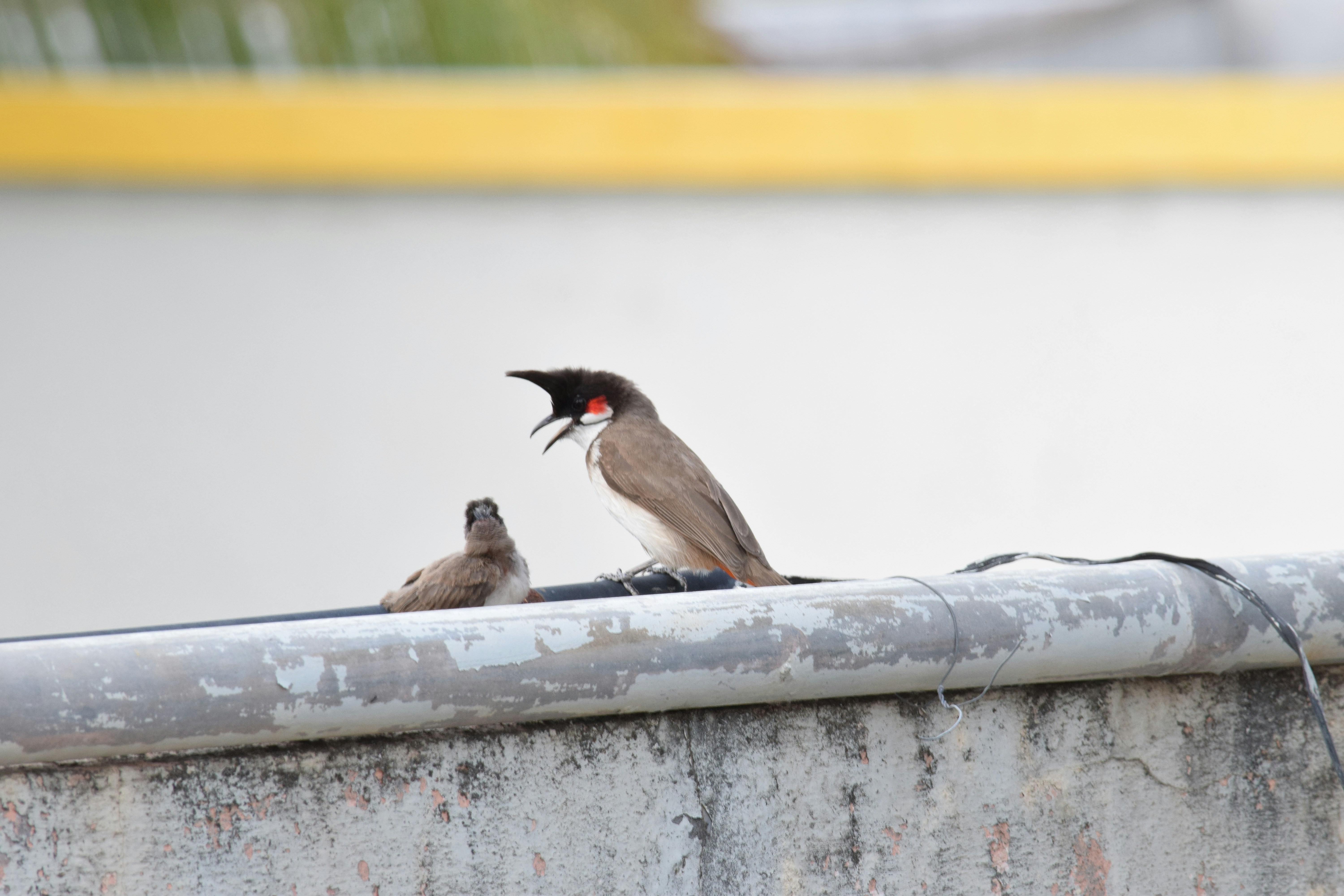 Adult bird with red markings feeding a chick on a metal railing.