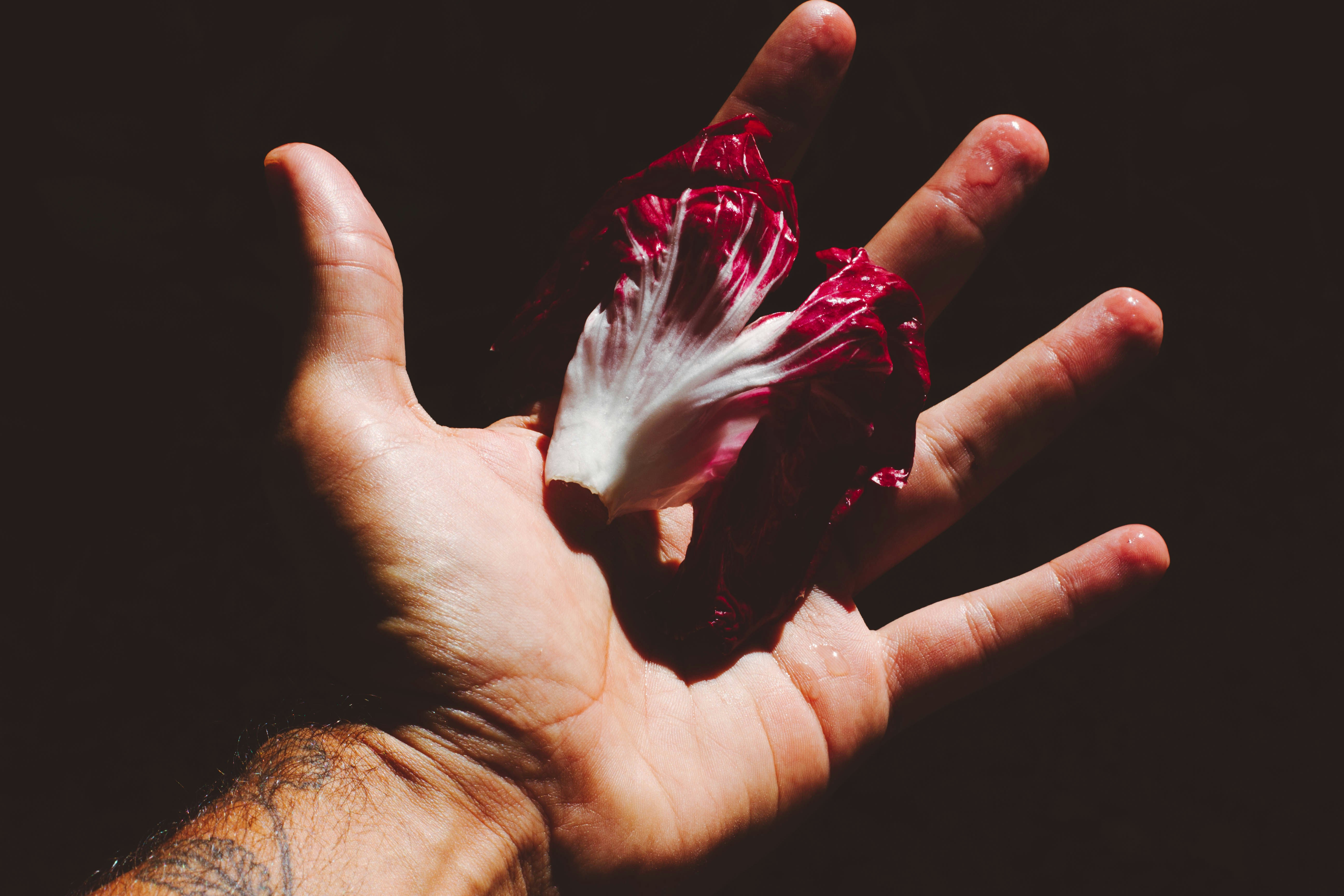 Crimson Petal in the Palm: A Moment of Fragile Light