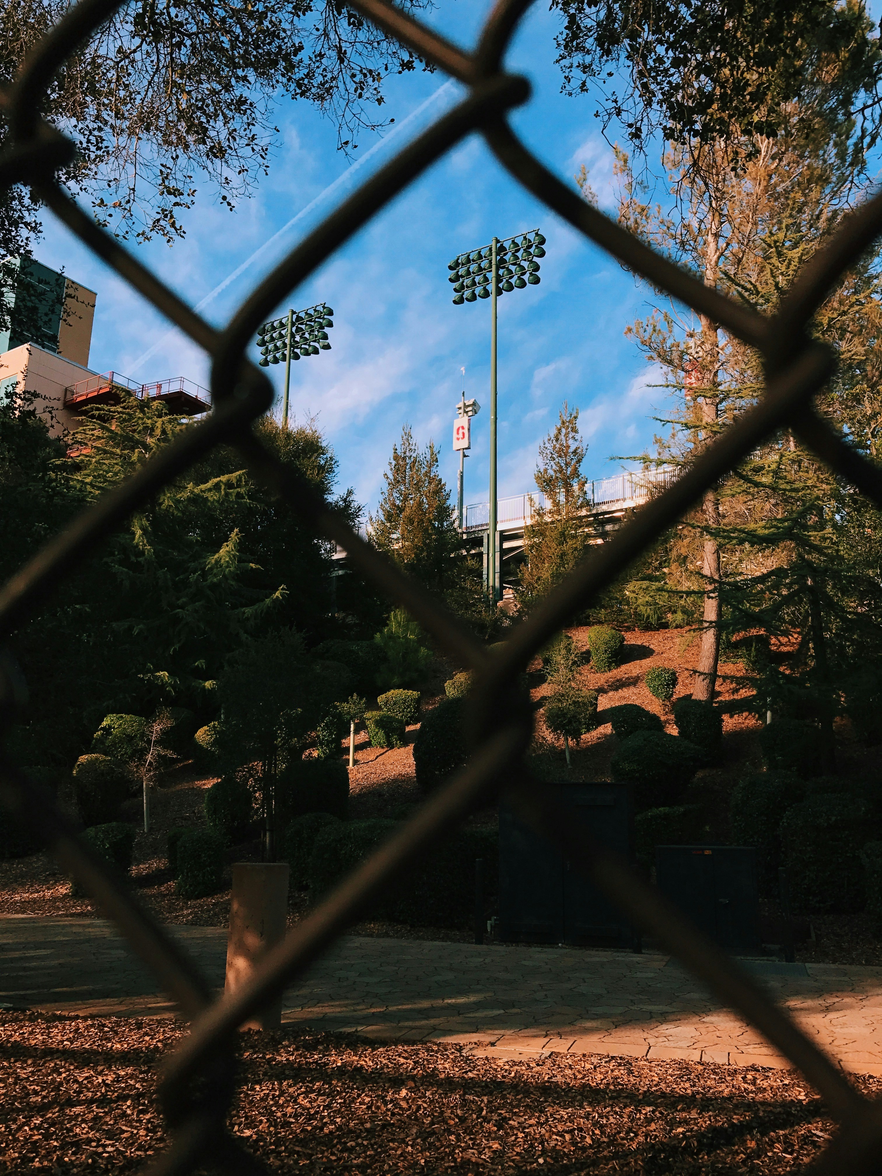 View of stadium lights and trees framed by a chain link fence, showcasing the contrast between nature and sports infrastructure.