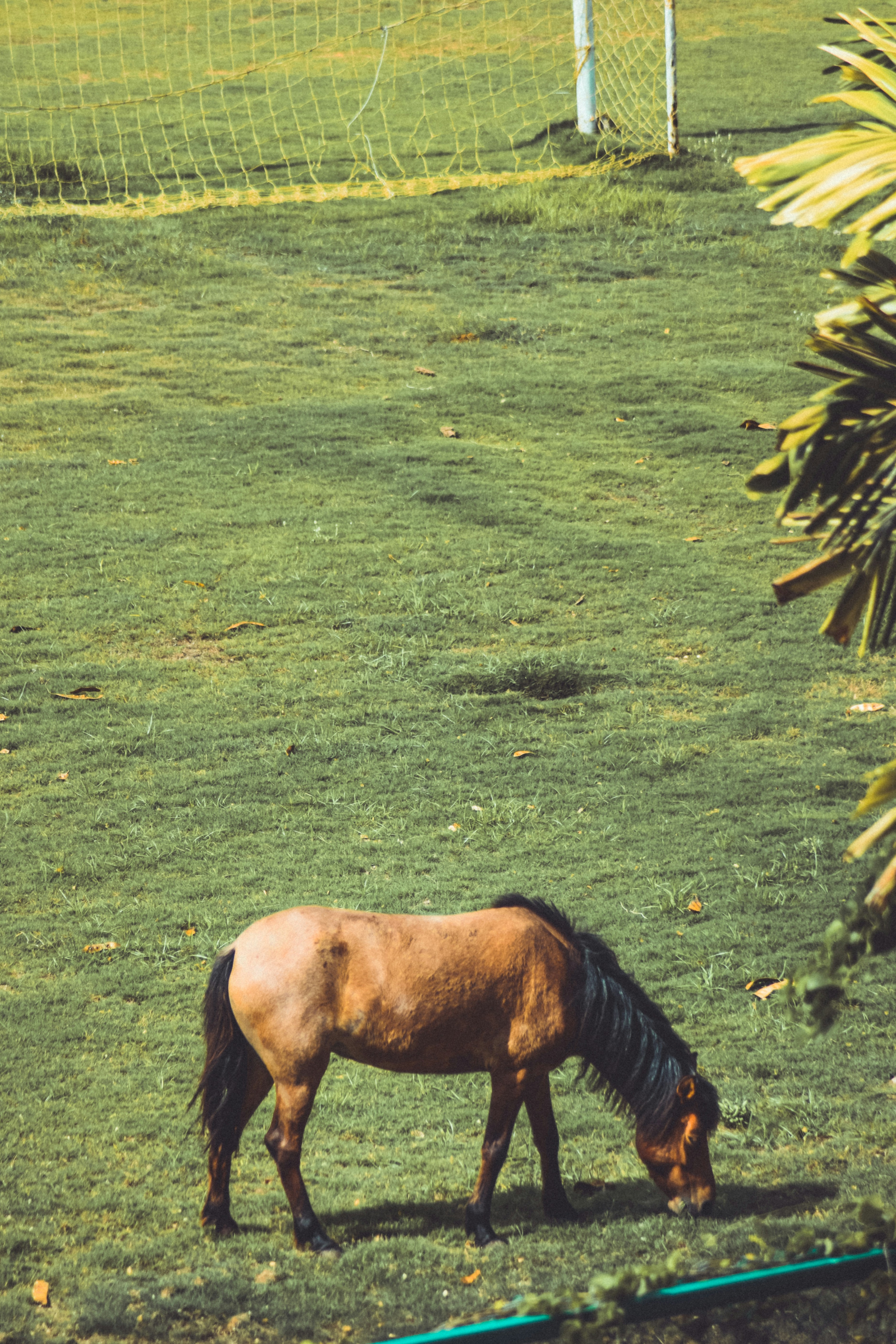 brown horse eating grass during daytime