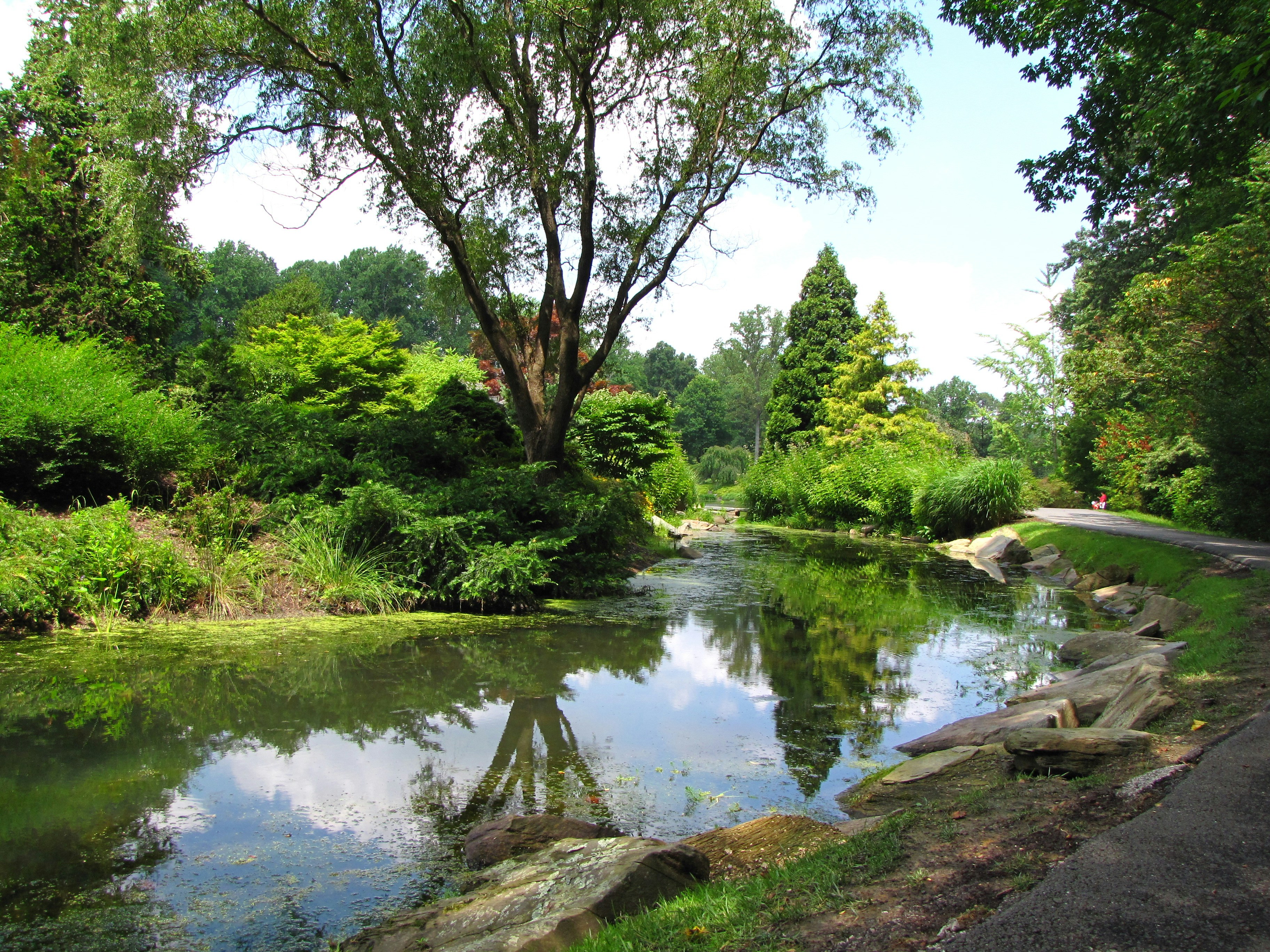 Green trees beside river during daytime photo – Free Green Image on ...