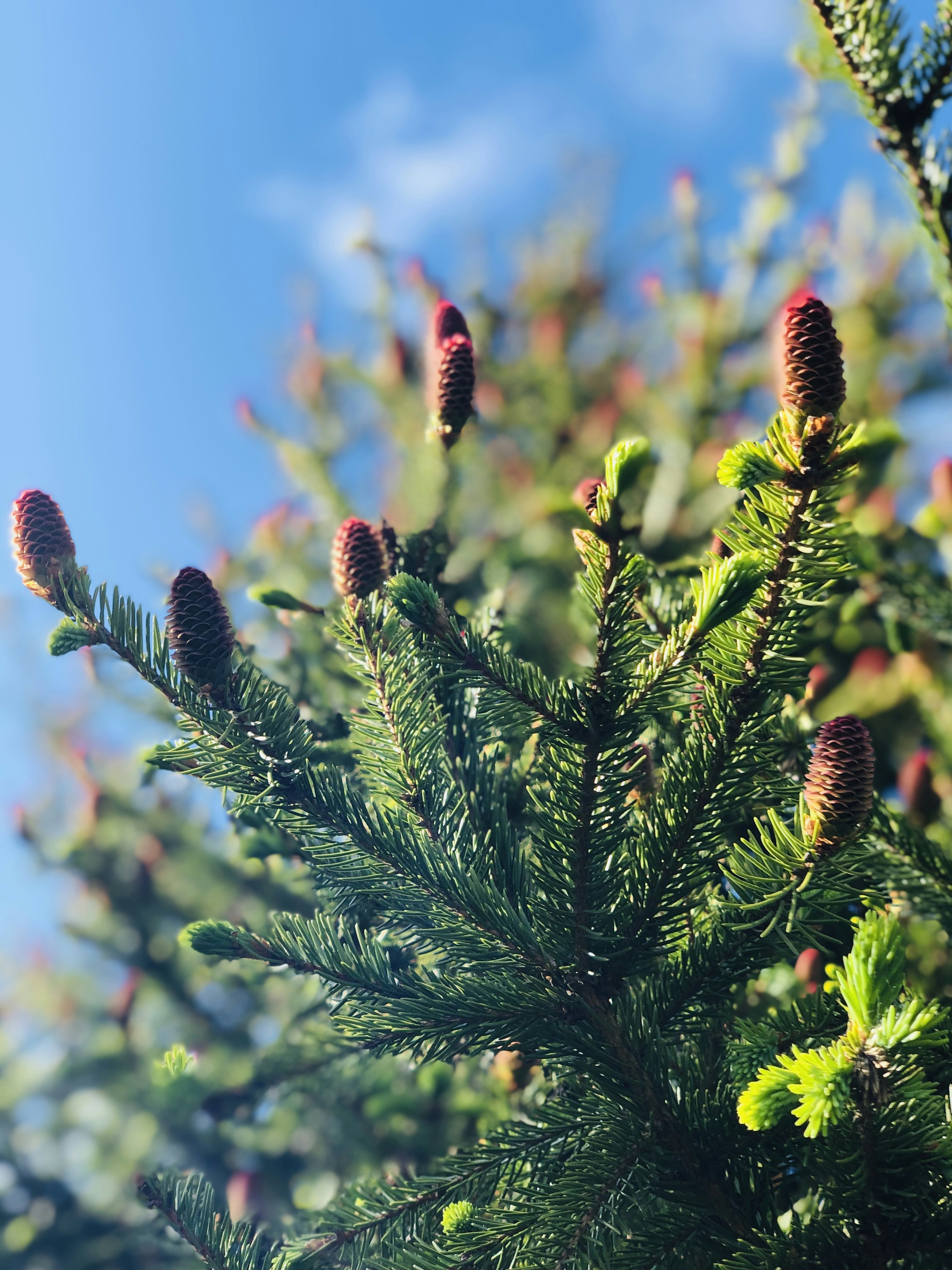 Sunlit Conifer Portrait: Pine Cones Among Sharp Needles Under a Clear Sky