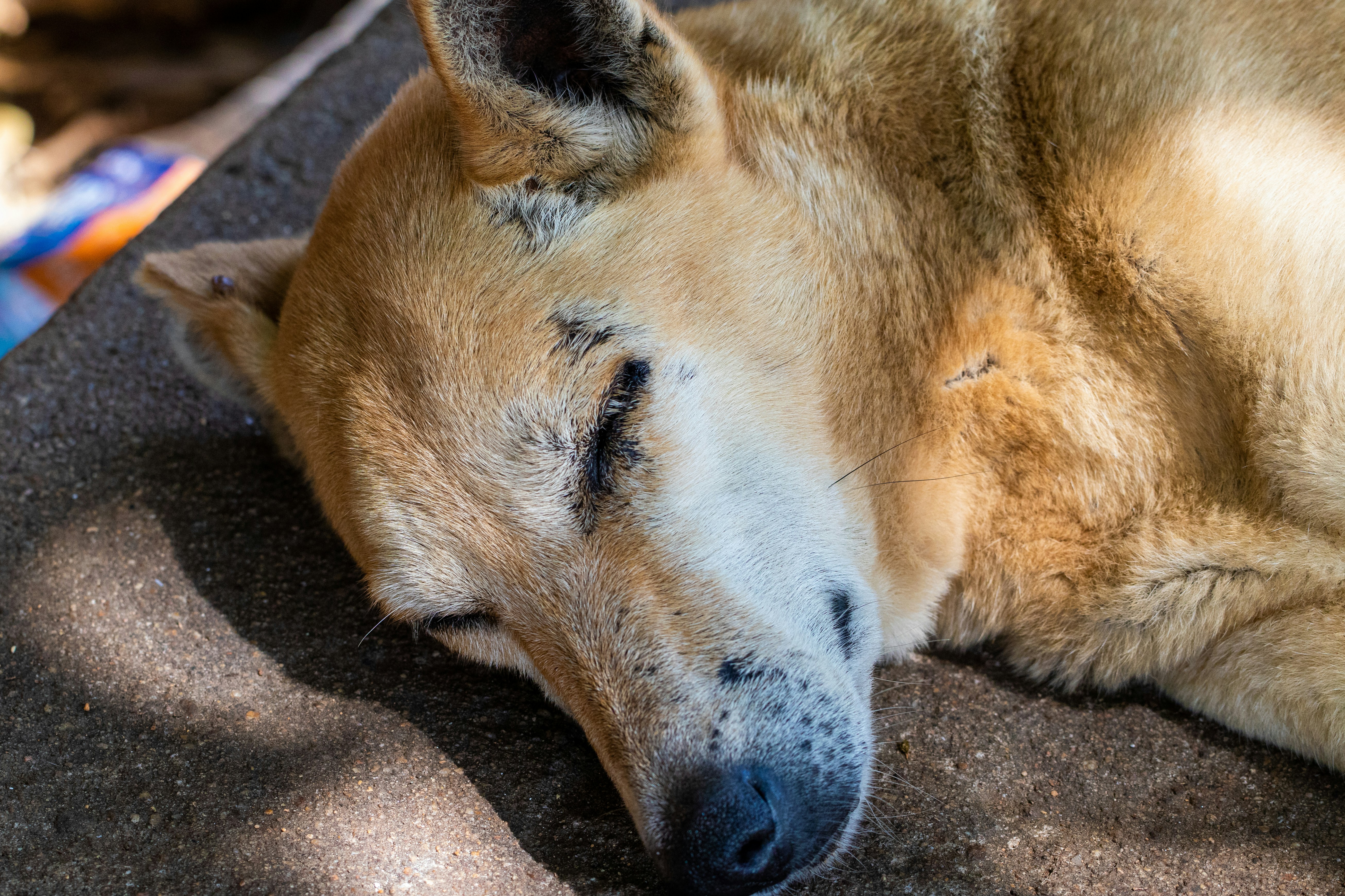 Brown and white short coated dog lying on brown sand photo – Free ...