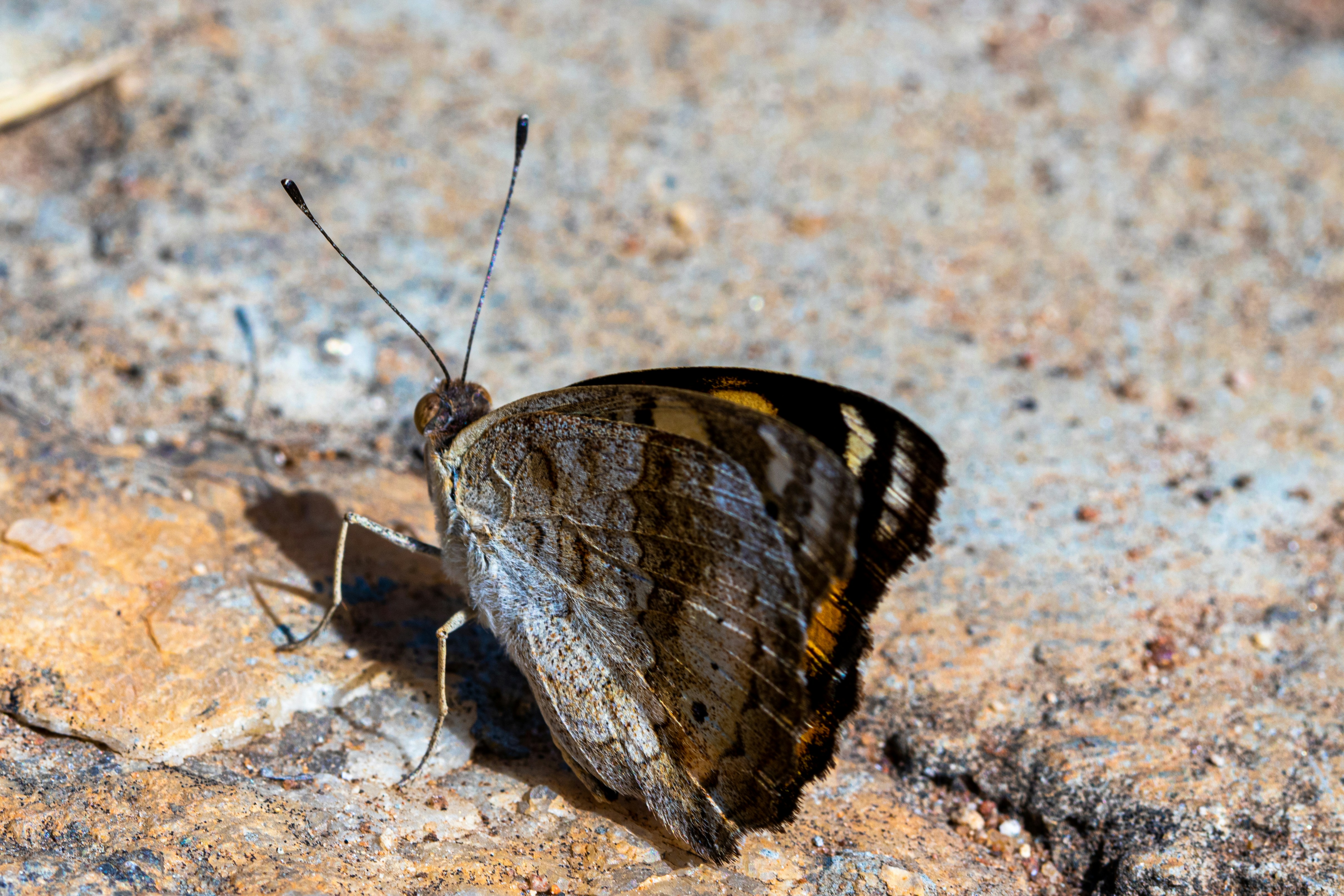 A butterfly perched on a rocky surface, showcasing intricate wing patterns and textures. The scene highlights the beauty of nature's design.
