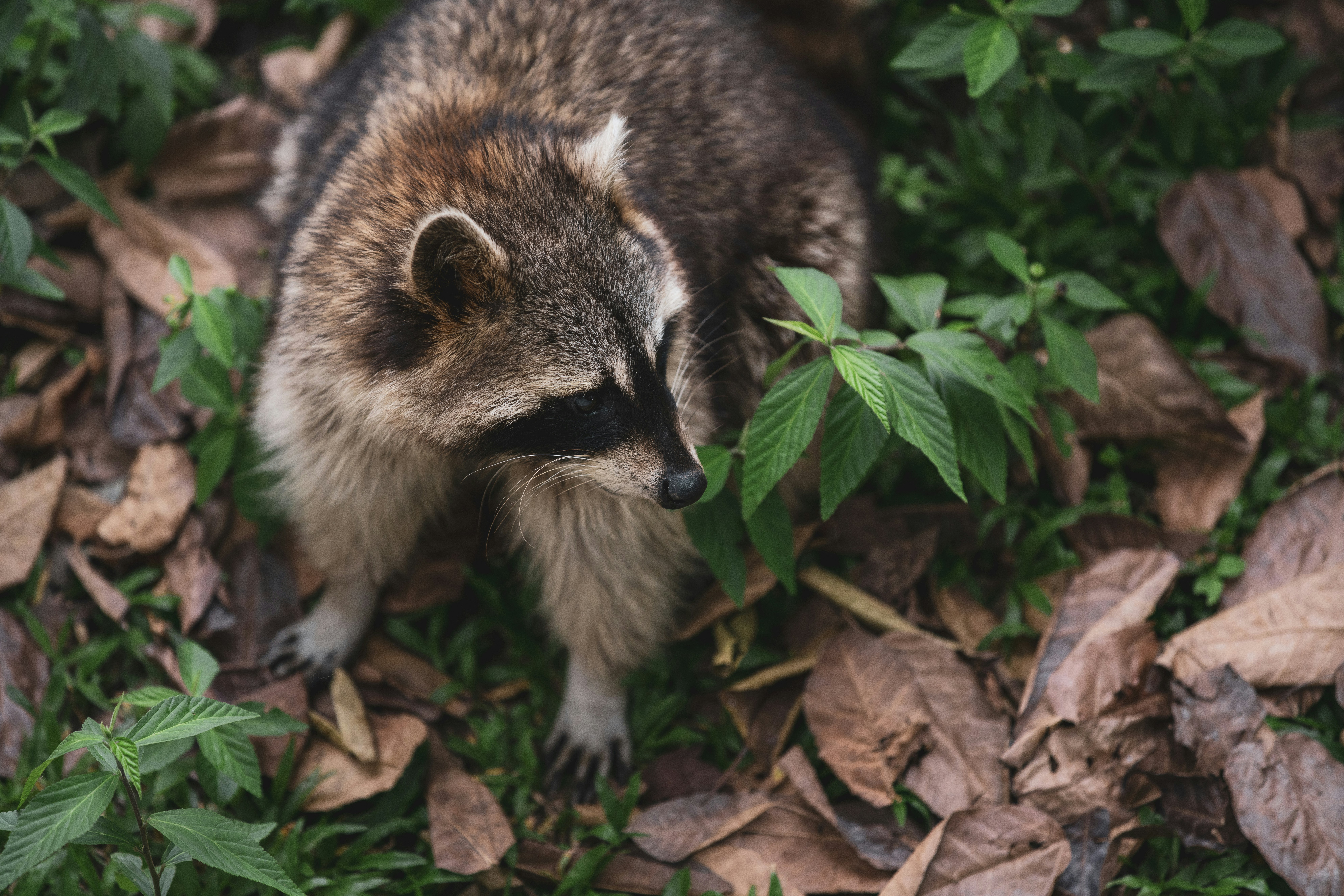 trash pandas | 24 best free trash panda, raccoon, animal and mammal ...