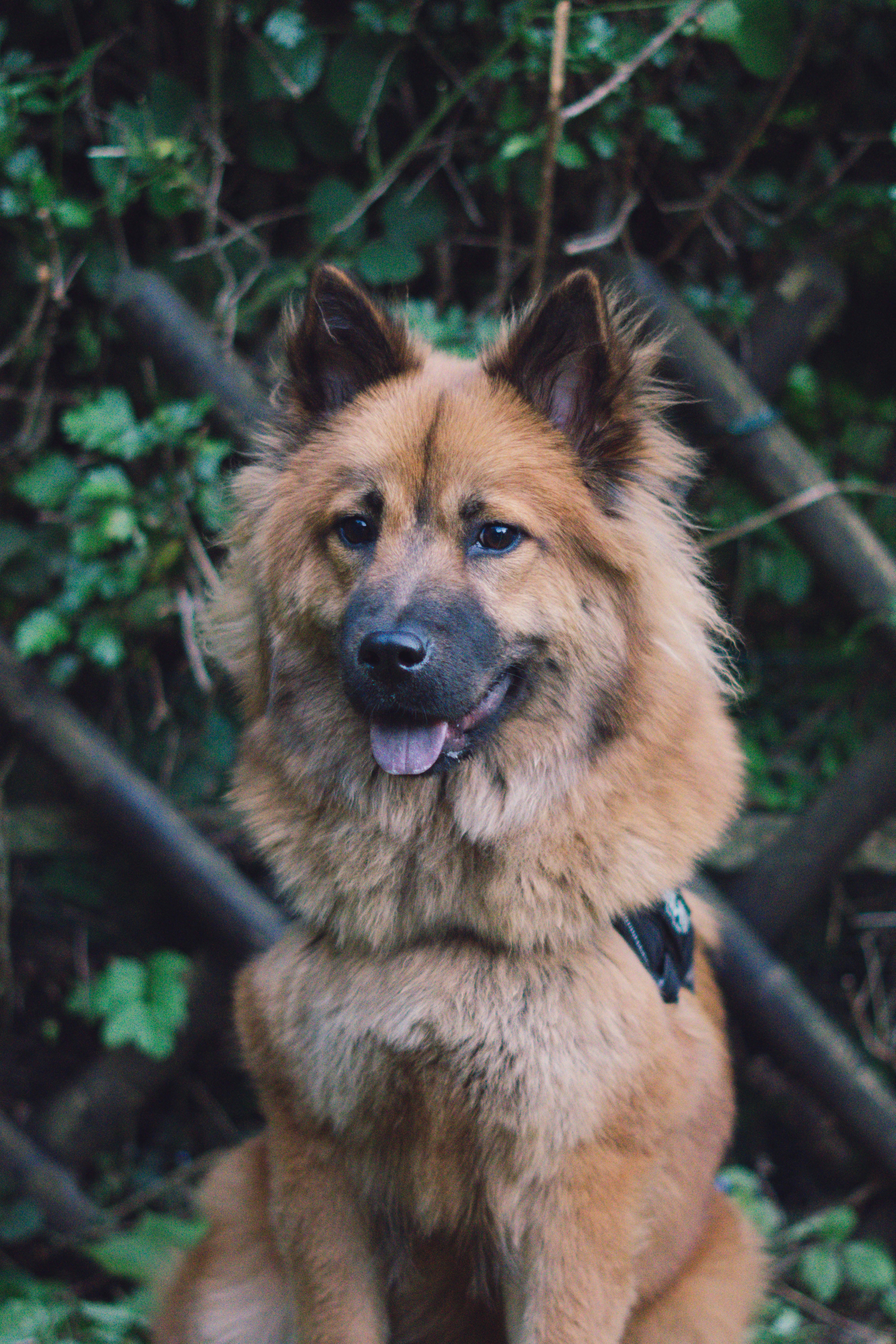 German Shepherd Chow Mix Dog