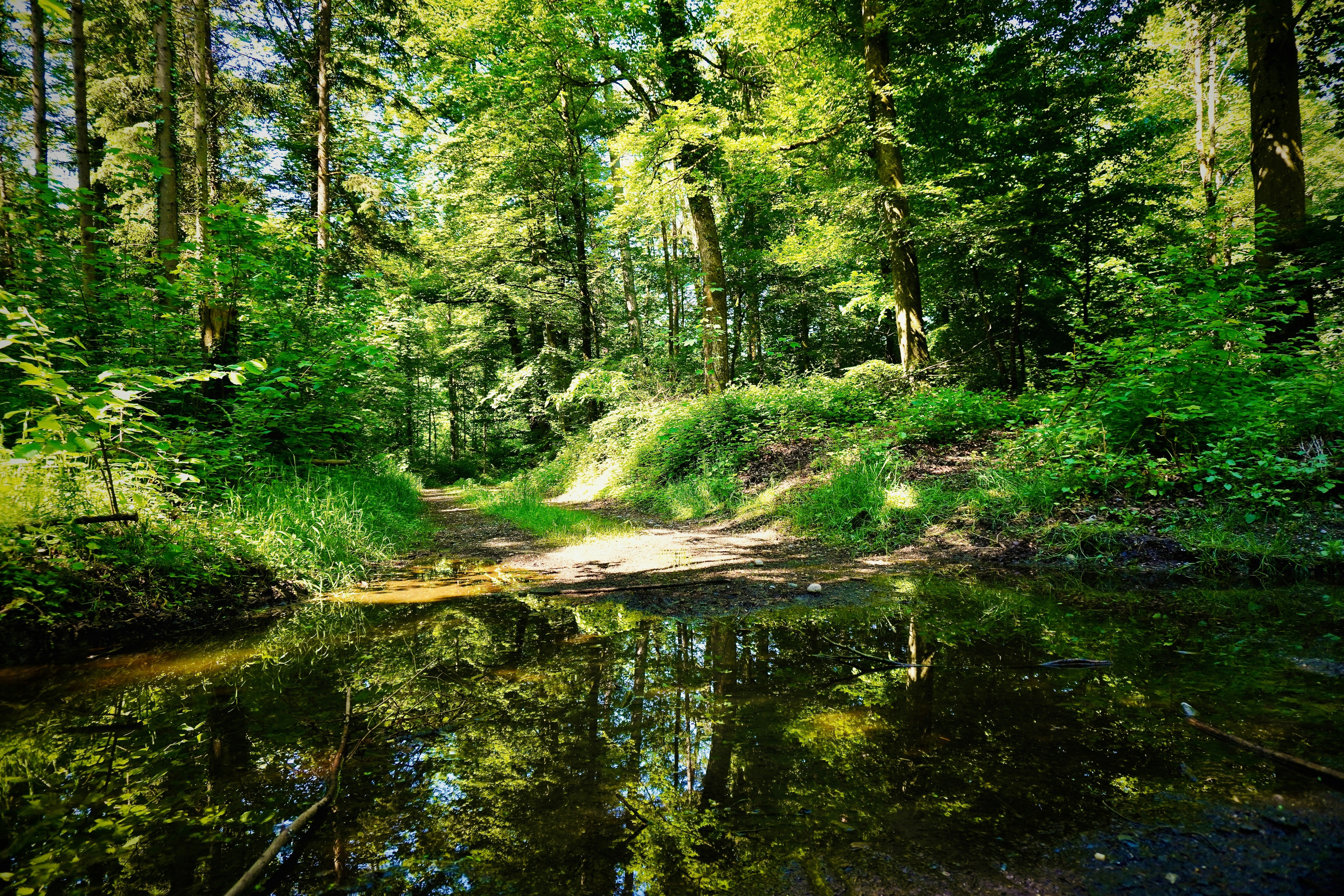 Bulach near Zurich, Switzerland, Hardwald Forest | green trees beside river during daytime