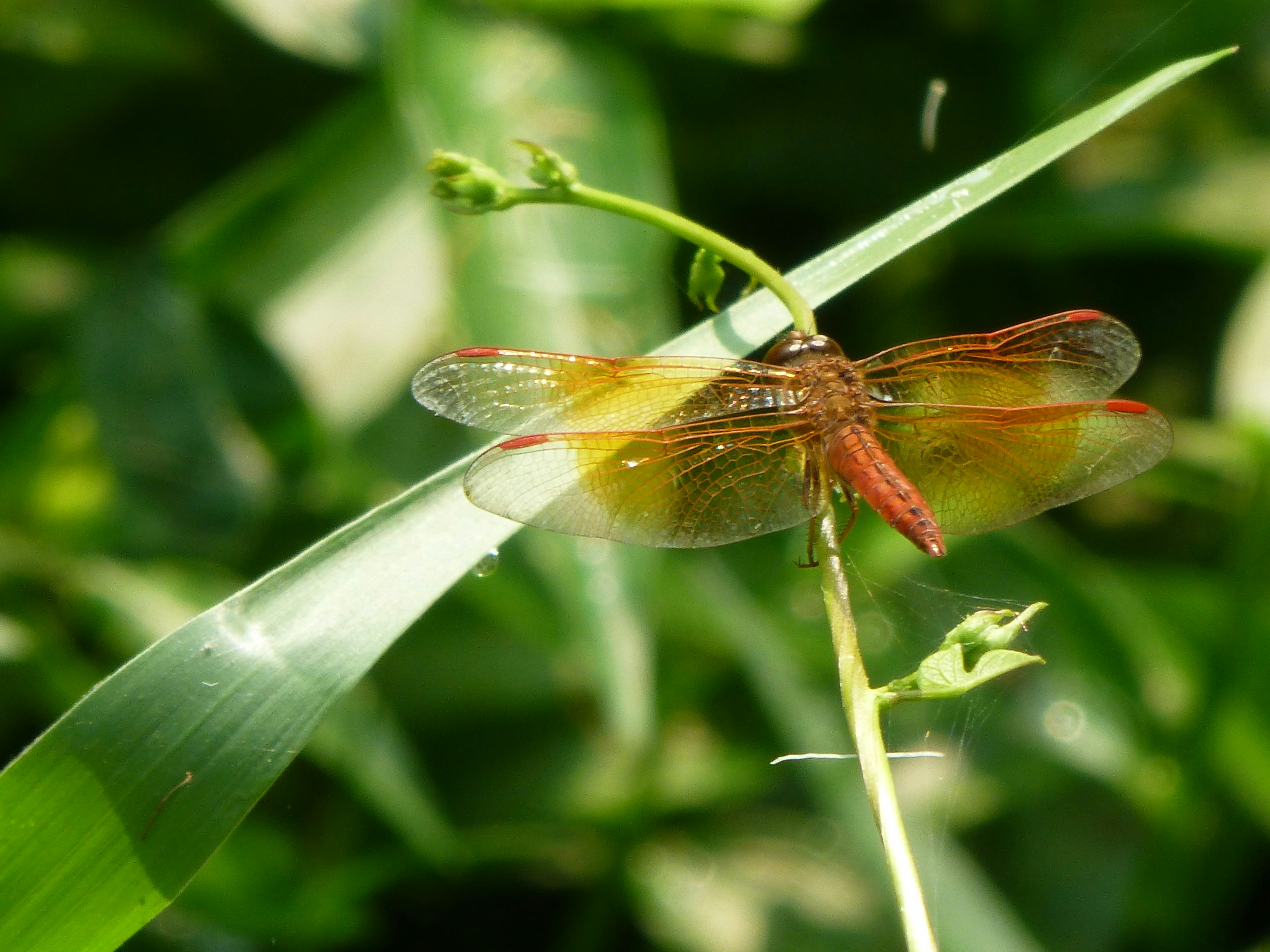 A dragonfly perched gracefully on a slender green stem, showcasing its intricate wings and vibrant colors in a lush environment.