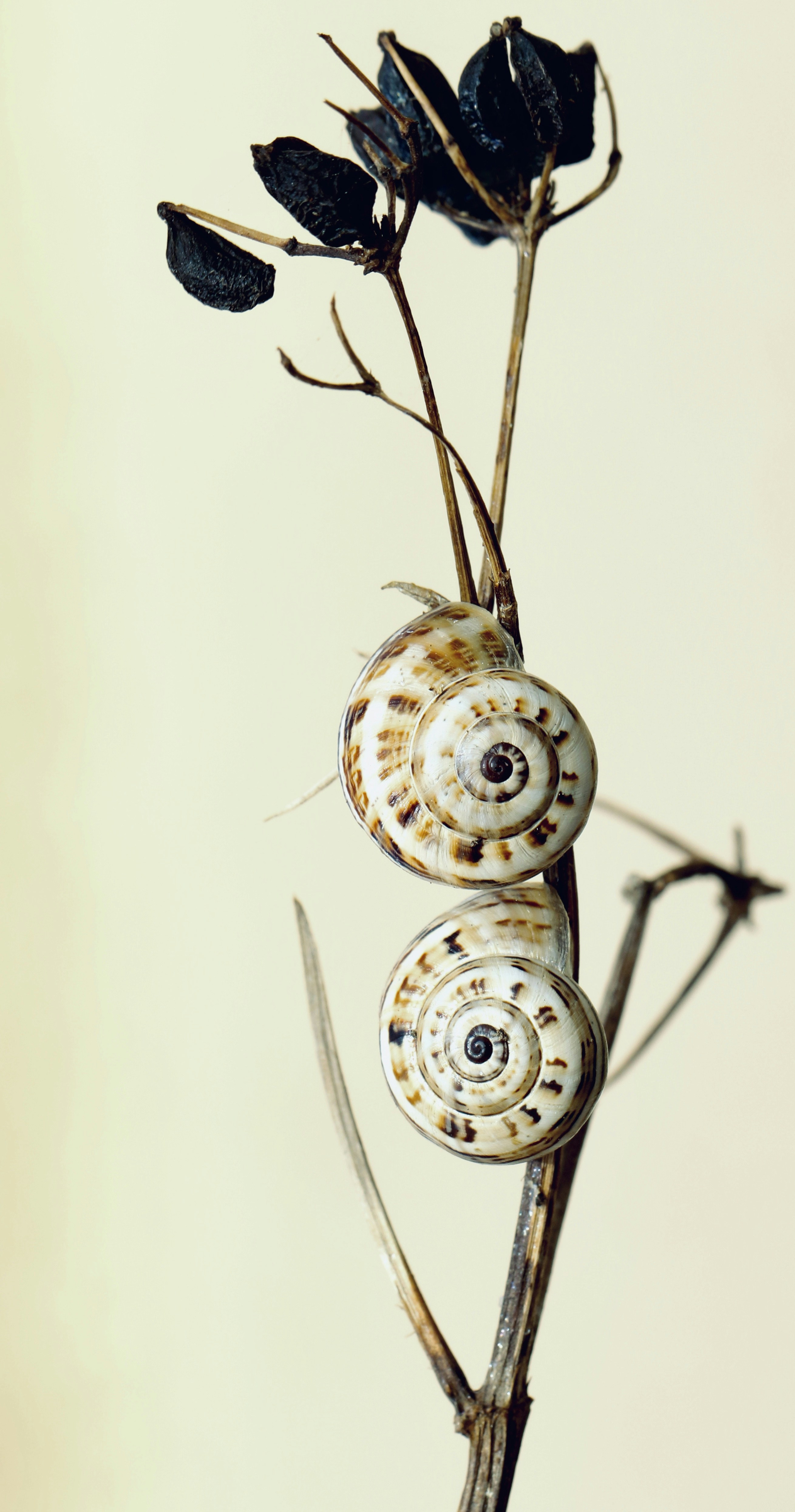 white and black round ornament