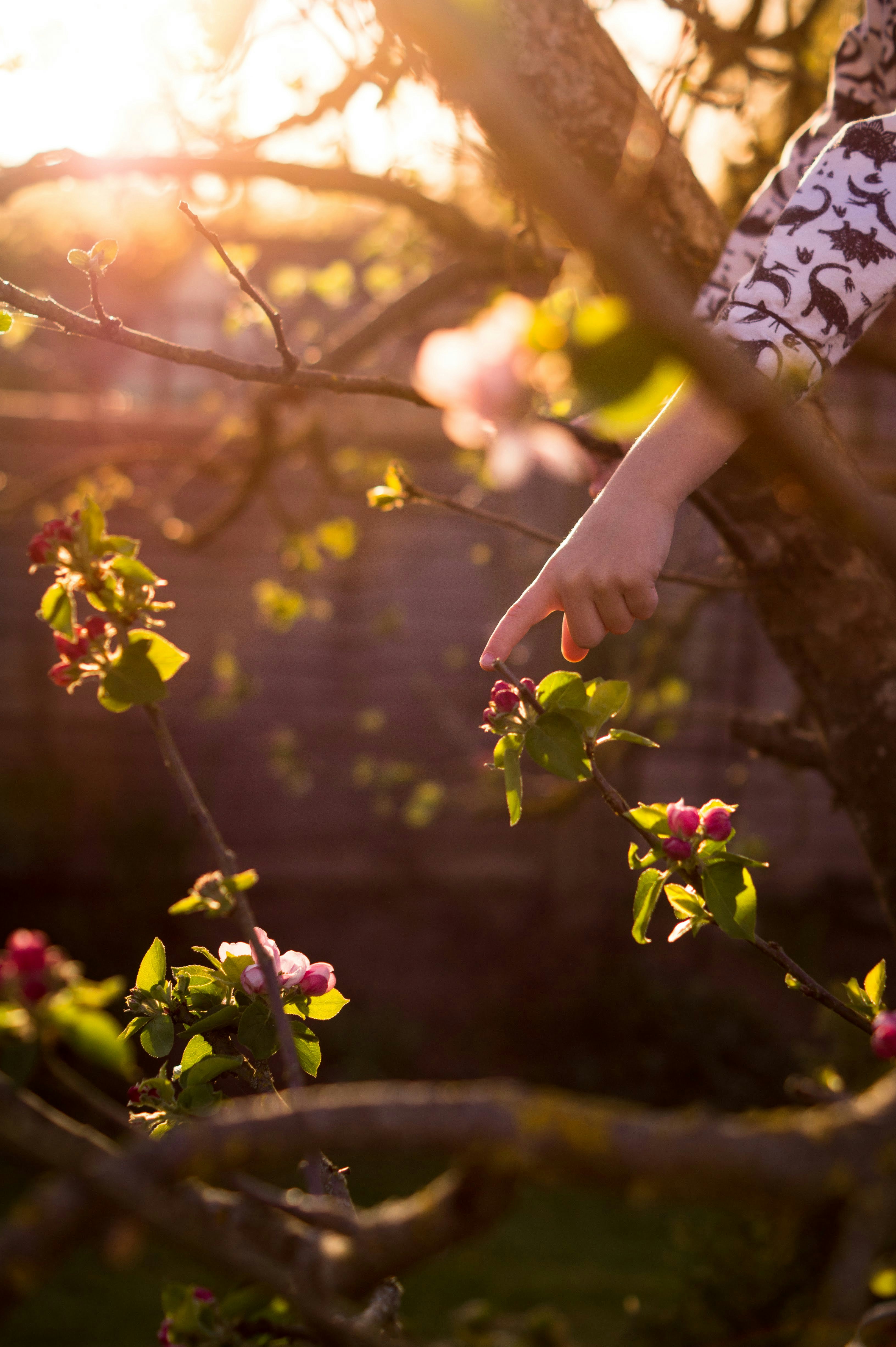 Sunlit Blossom Contact: A Child's Gently Reaching Hand in a Warm Orchard
