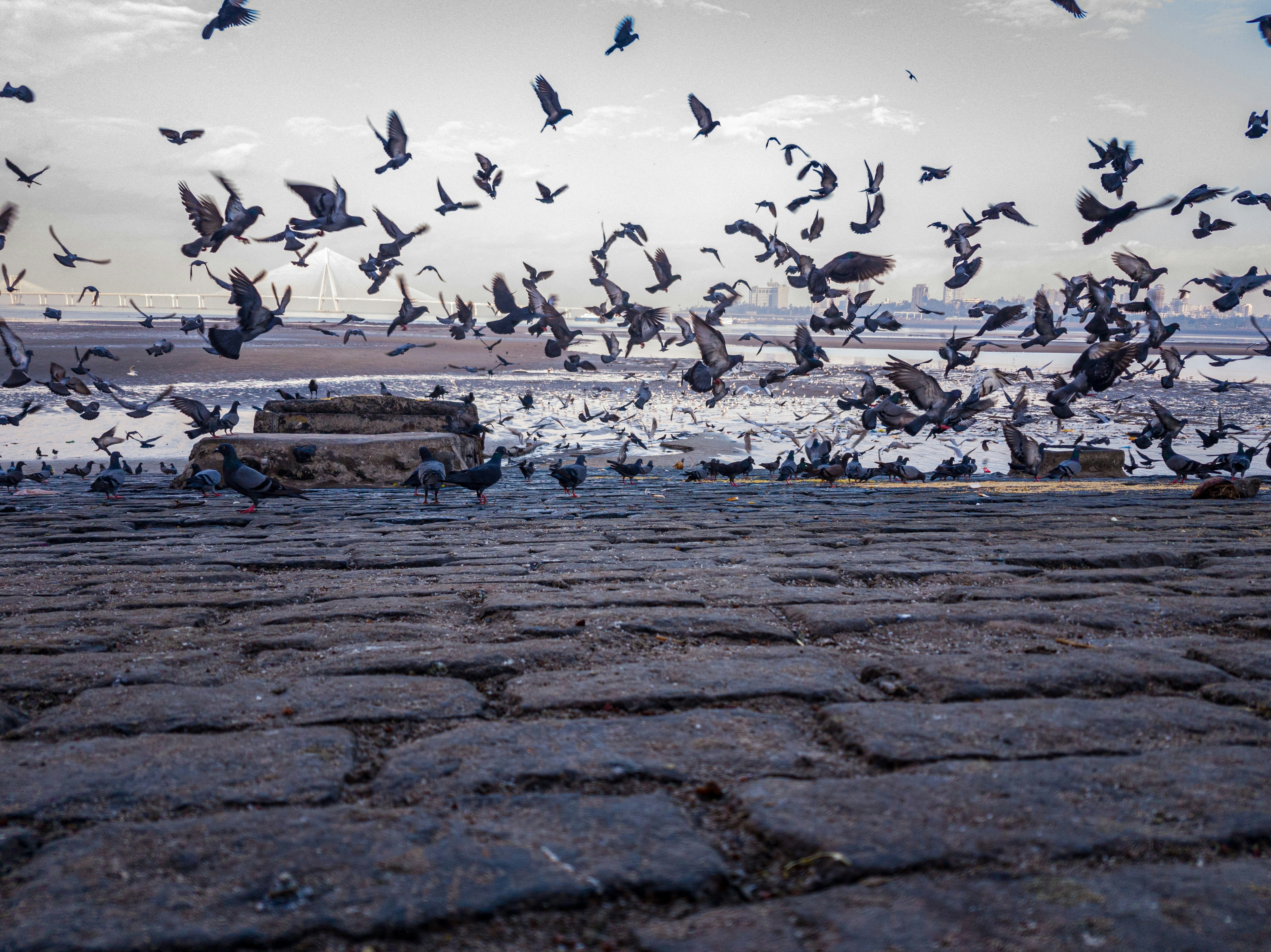 A dynamic scene of pigeons taking off from a cobblestone path, with a serene backdrop of a river and sky. The image captures the essence of urban wildlife in motion.