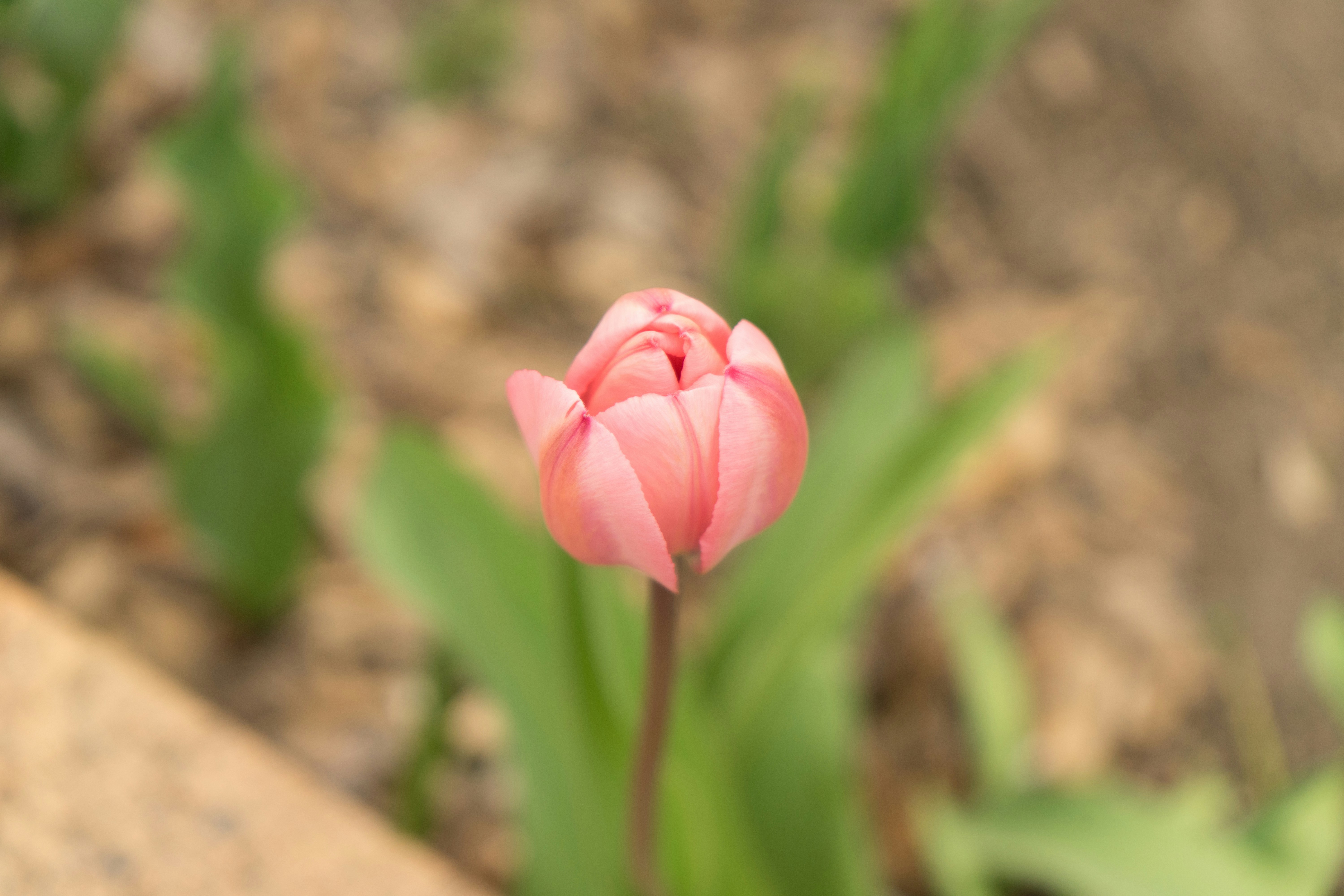 A delicate pink tulip emerging amidst lush green foliage, symbolizing the arrival of spring.