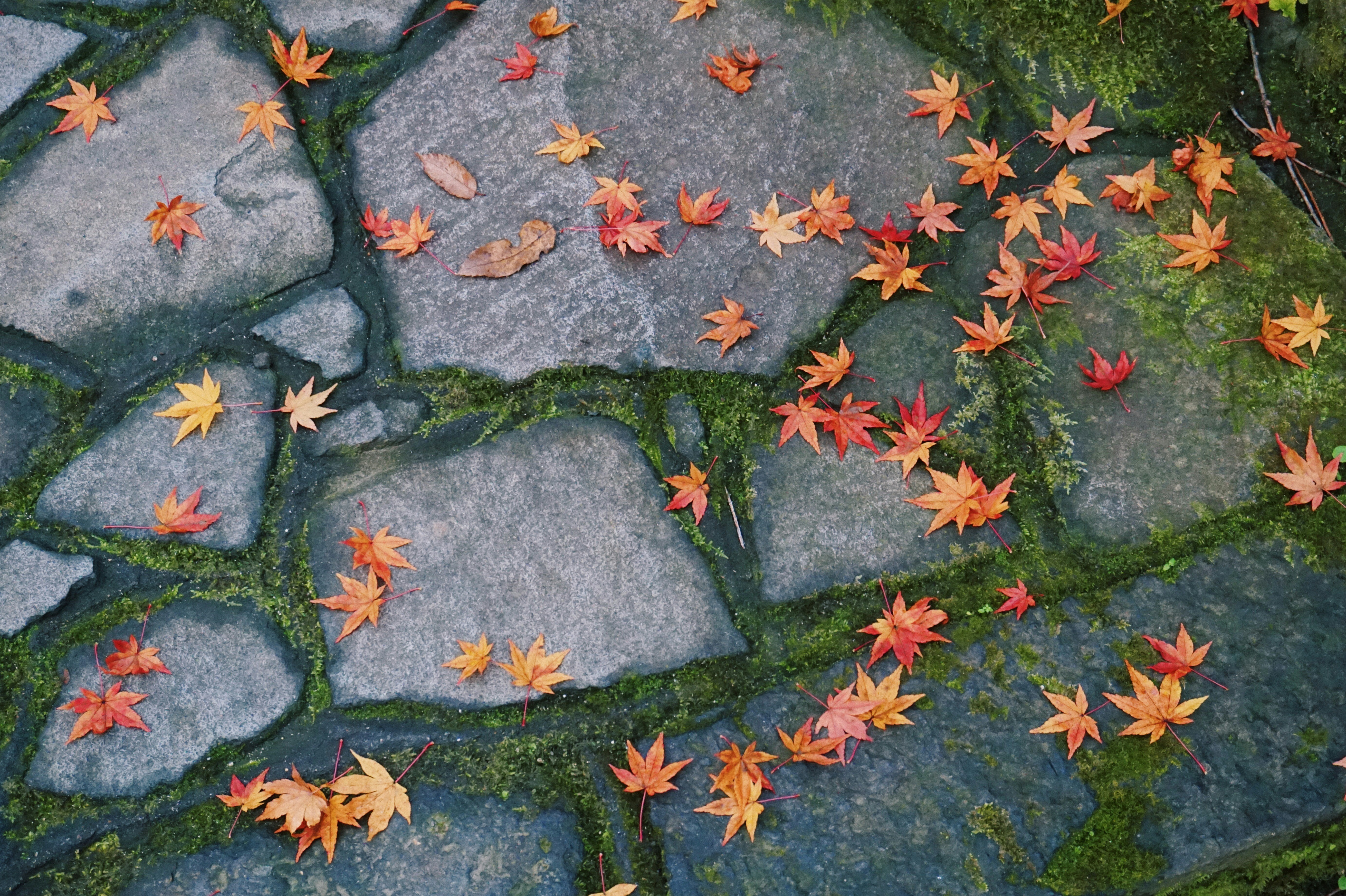 Autumn Maple Confetti on Moss-Dusted Cobblestones