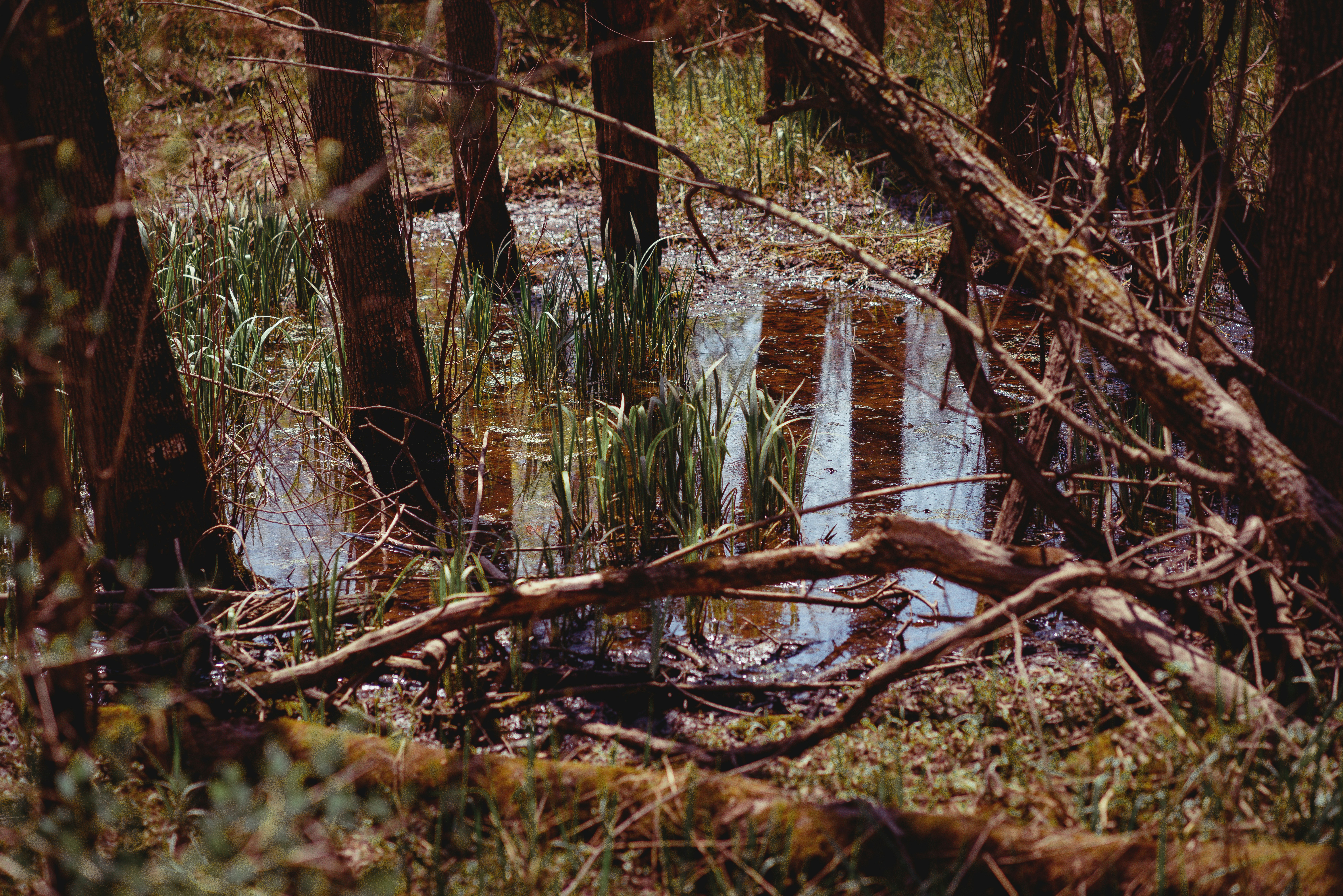 Bog Pictures | Download Free Images on Unsplash