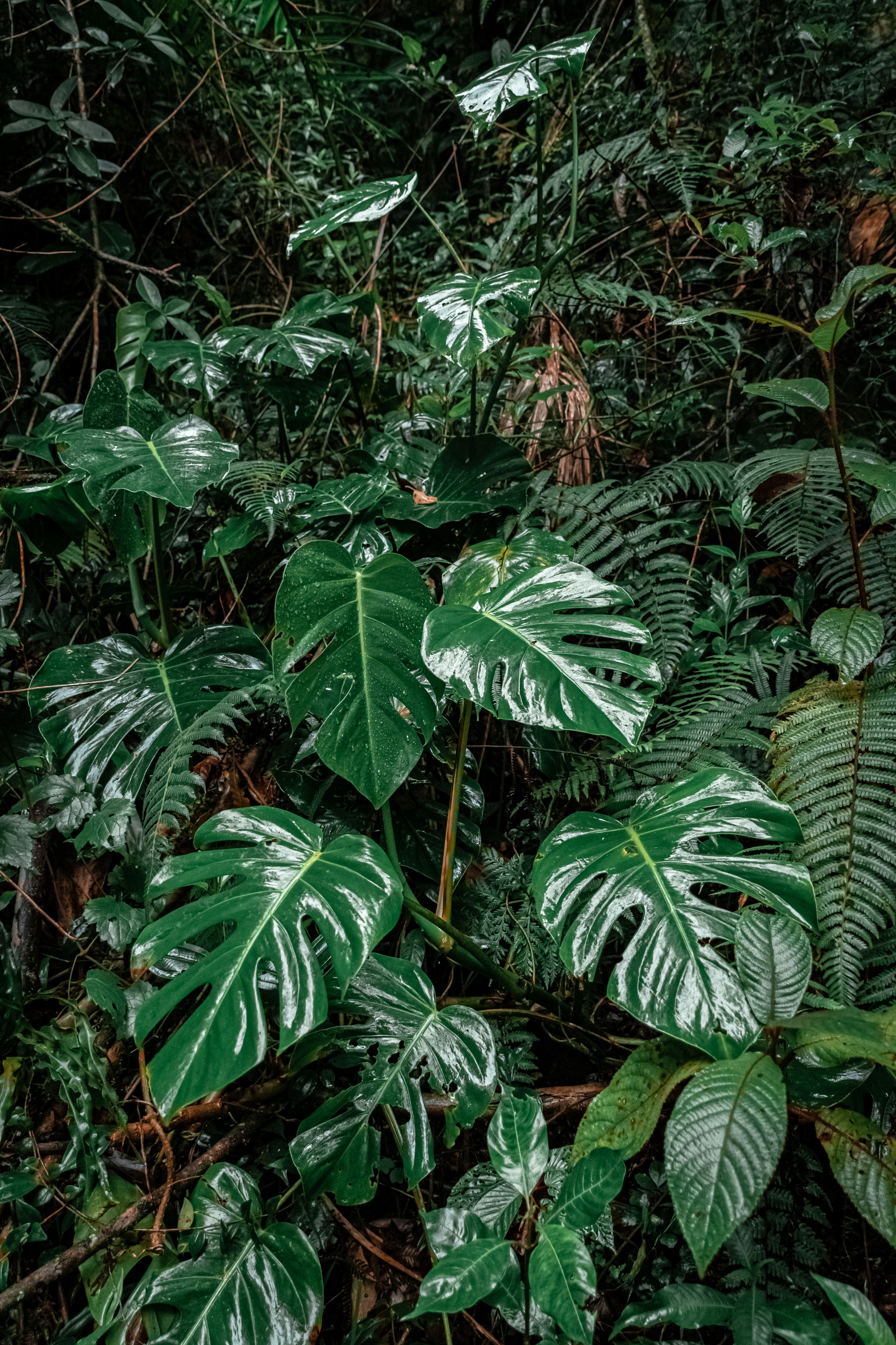 Verdant Symphony in the Jungle