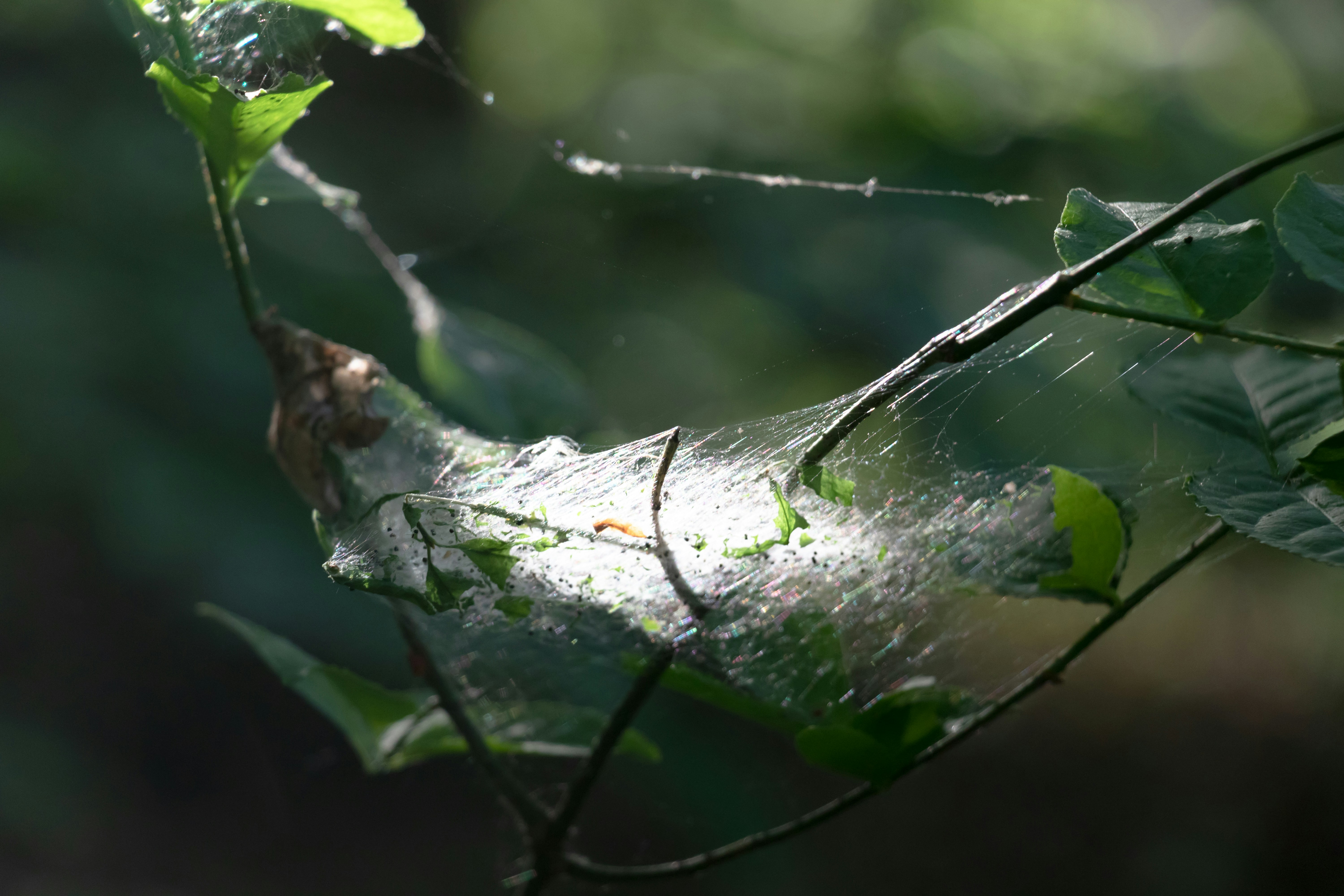 a close up of a leaf with water droplets on it