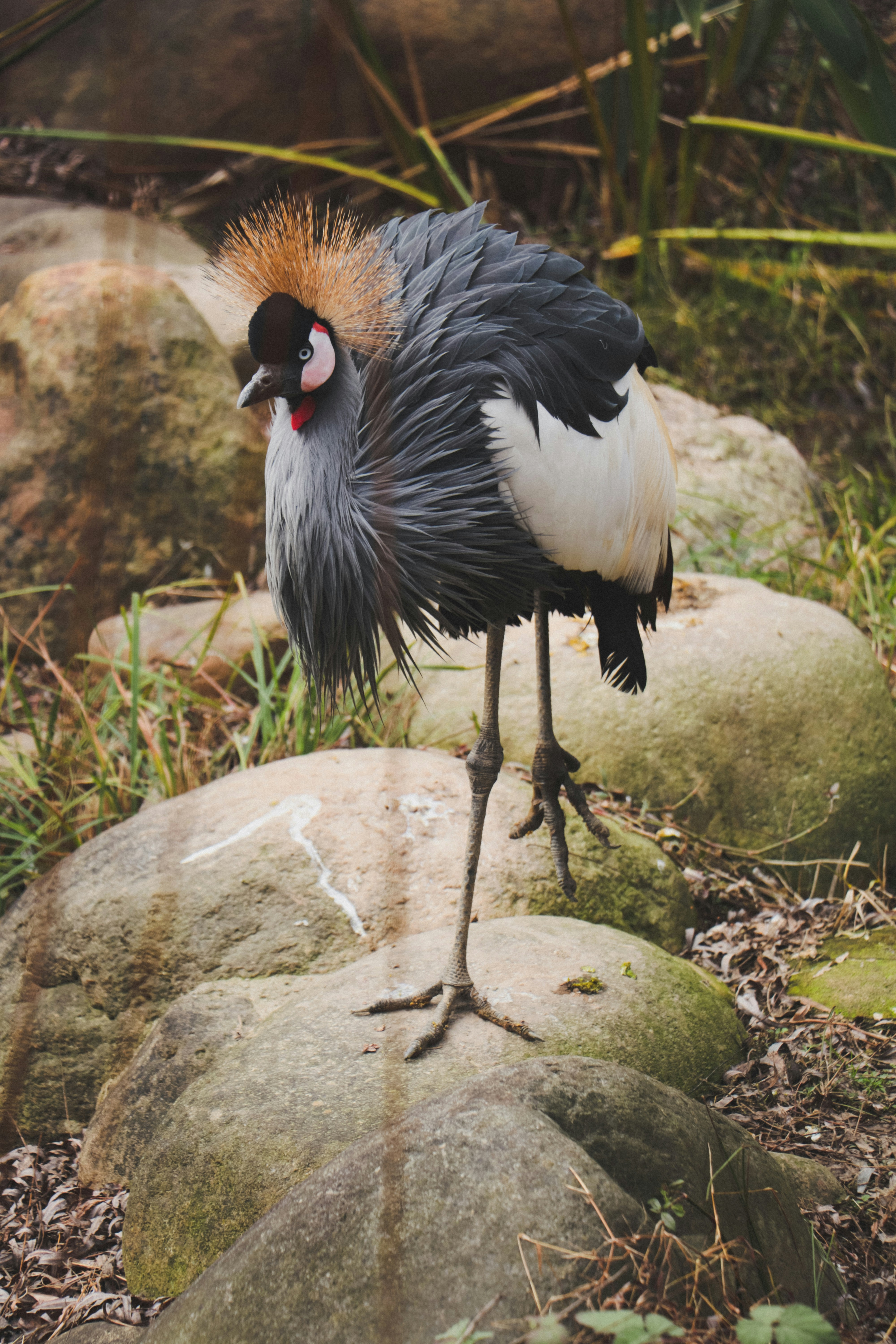 Crane's Balancing Act: Graceful Pose on Mossy Rocks