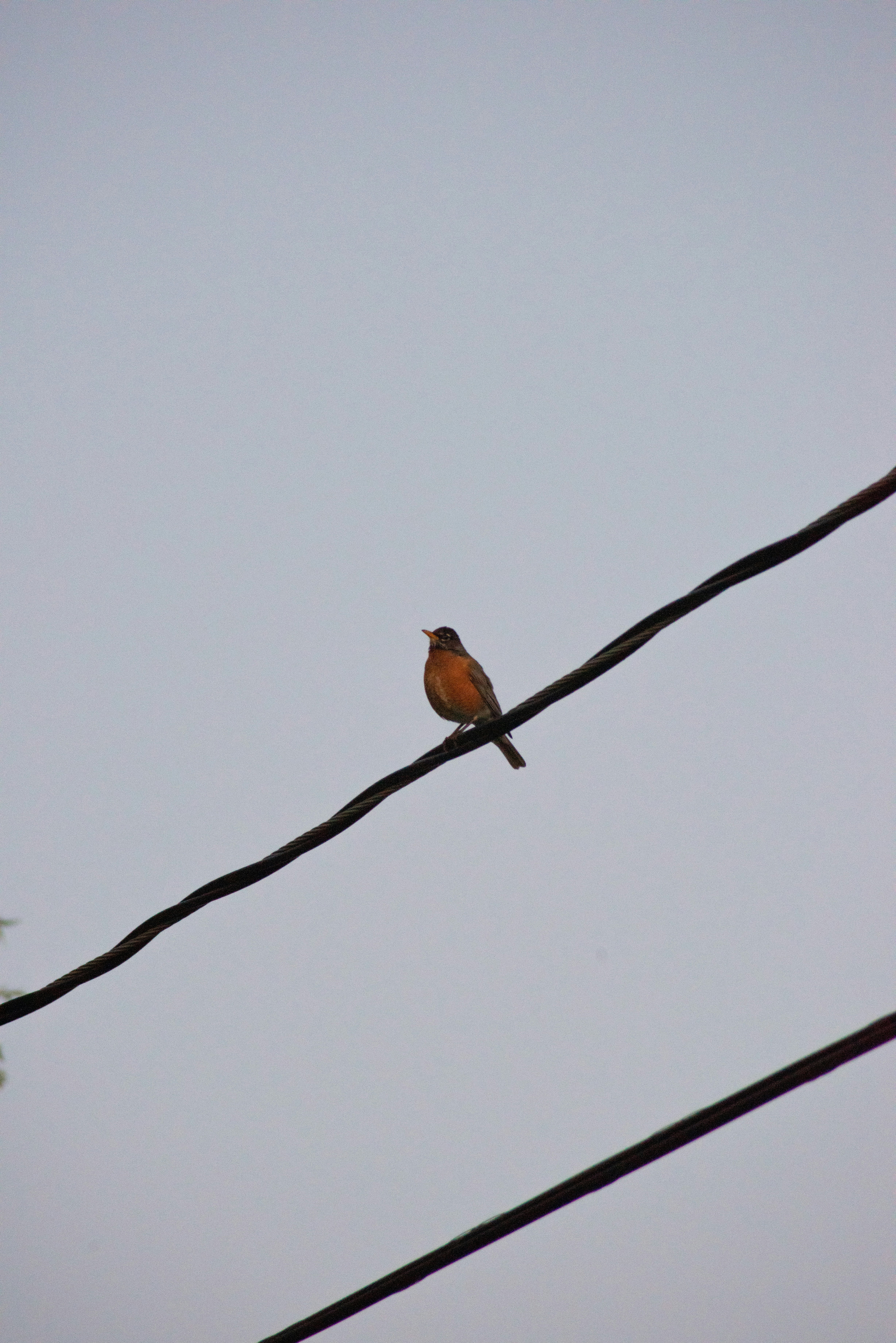 Foto Pájaro marrón en la rama de un árbol marrón – Imagen Animal gratis ...