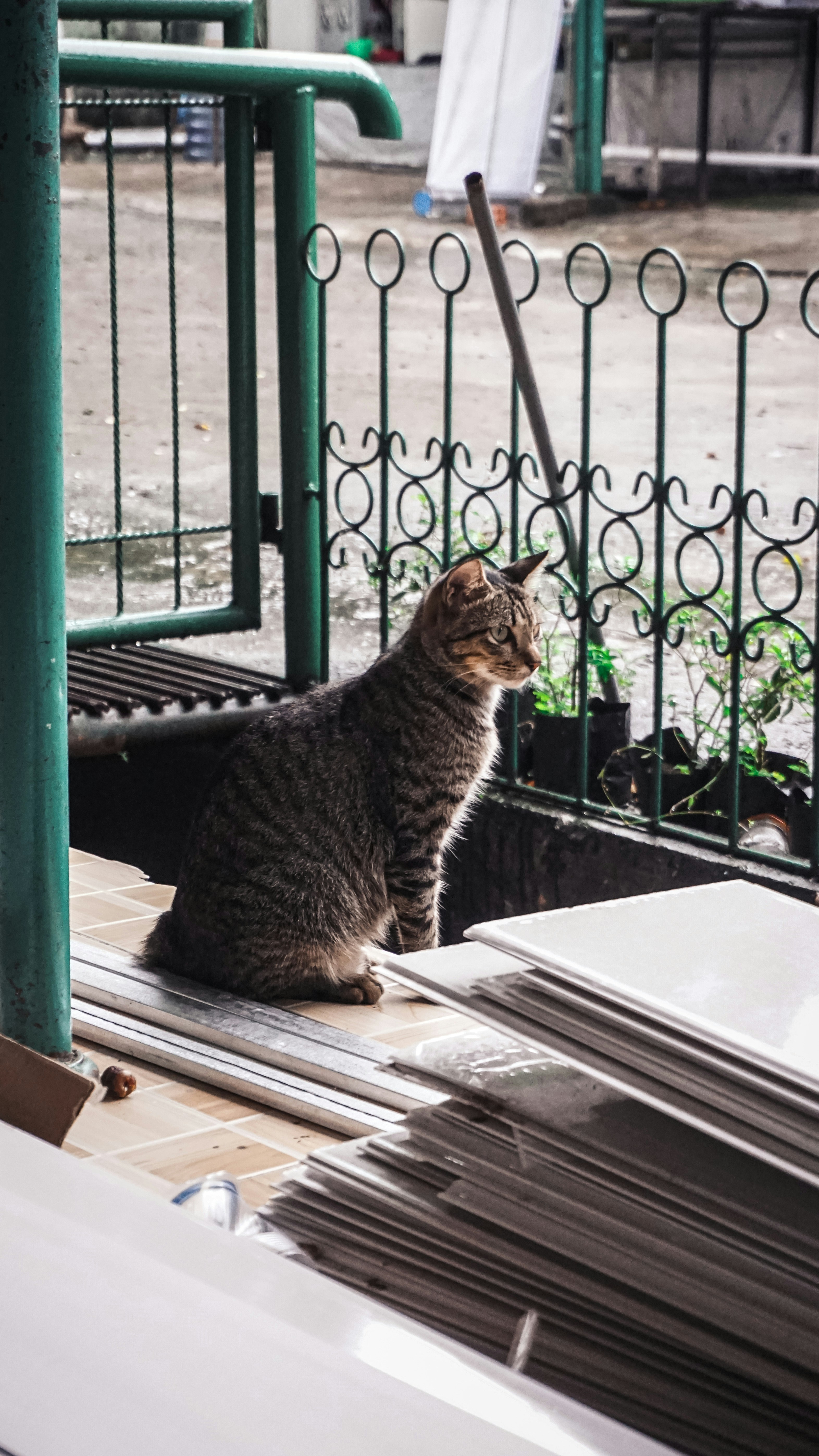 brown tabby cat on white table