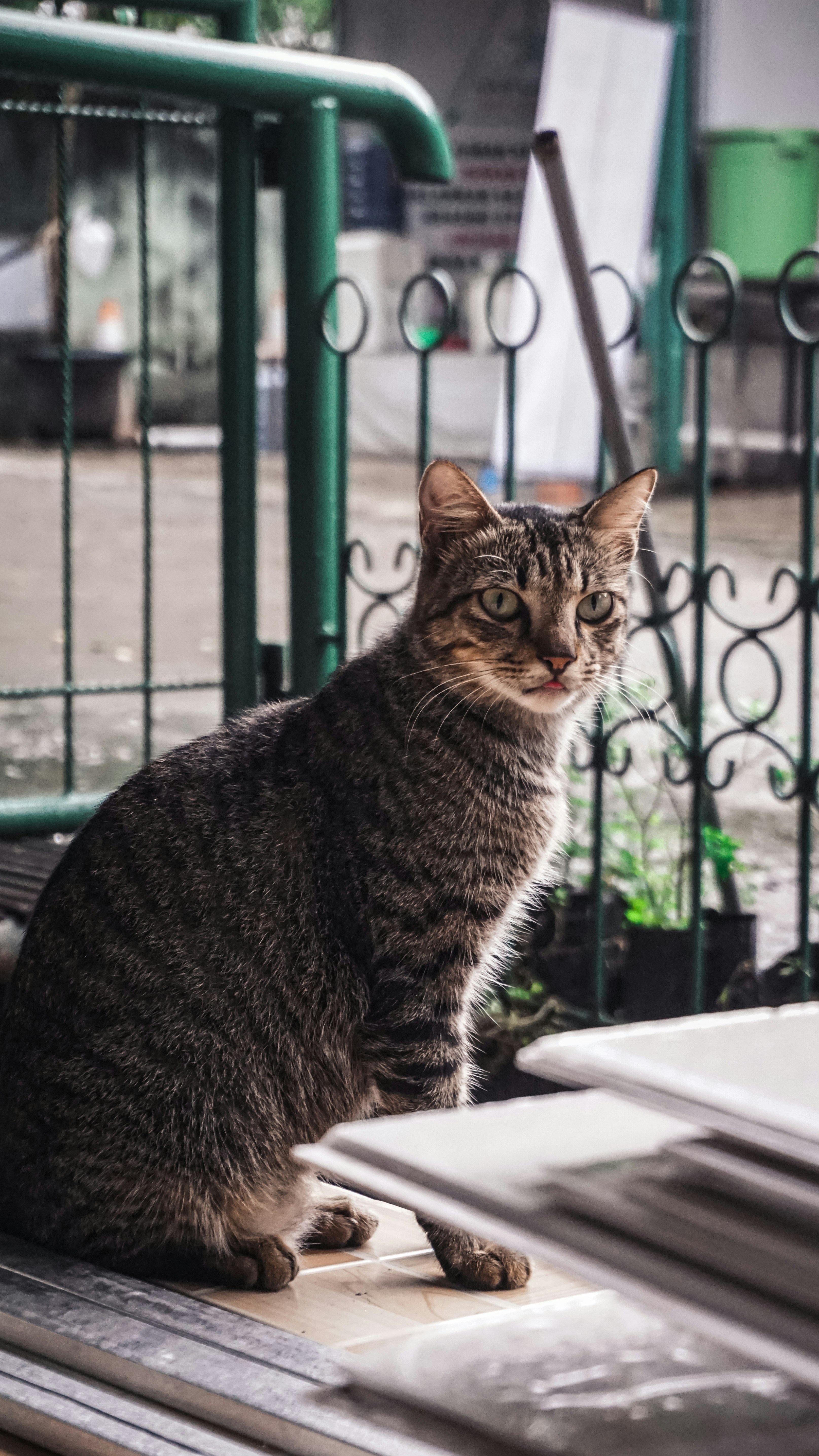 brown tabby cat on white table