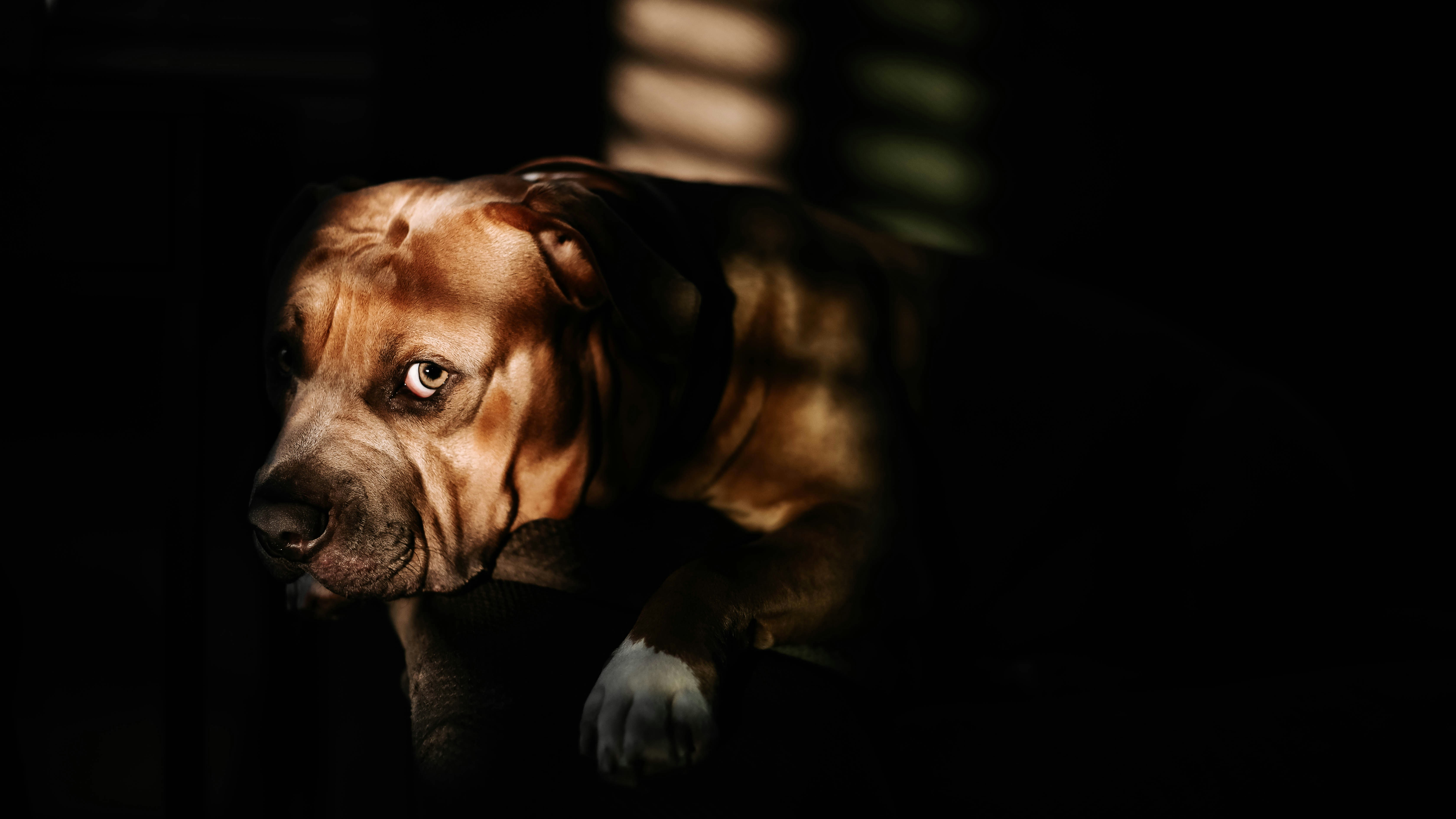 Glimmer in the Gloom: A Mastiff's Gaze in a Slashed Beam